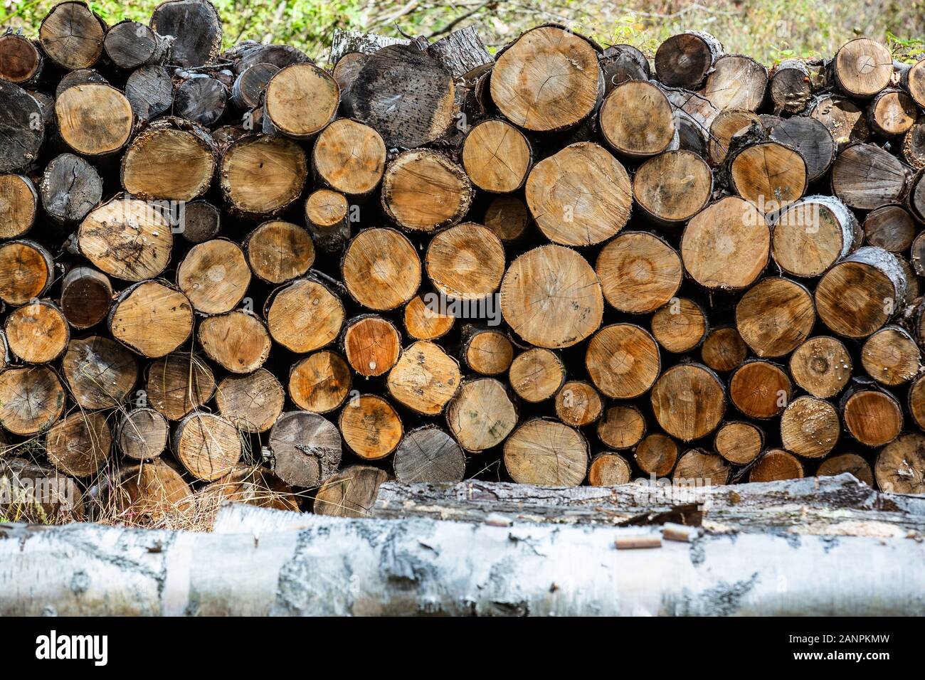 Cut tree logs Stock Photo - Alamy