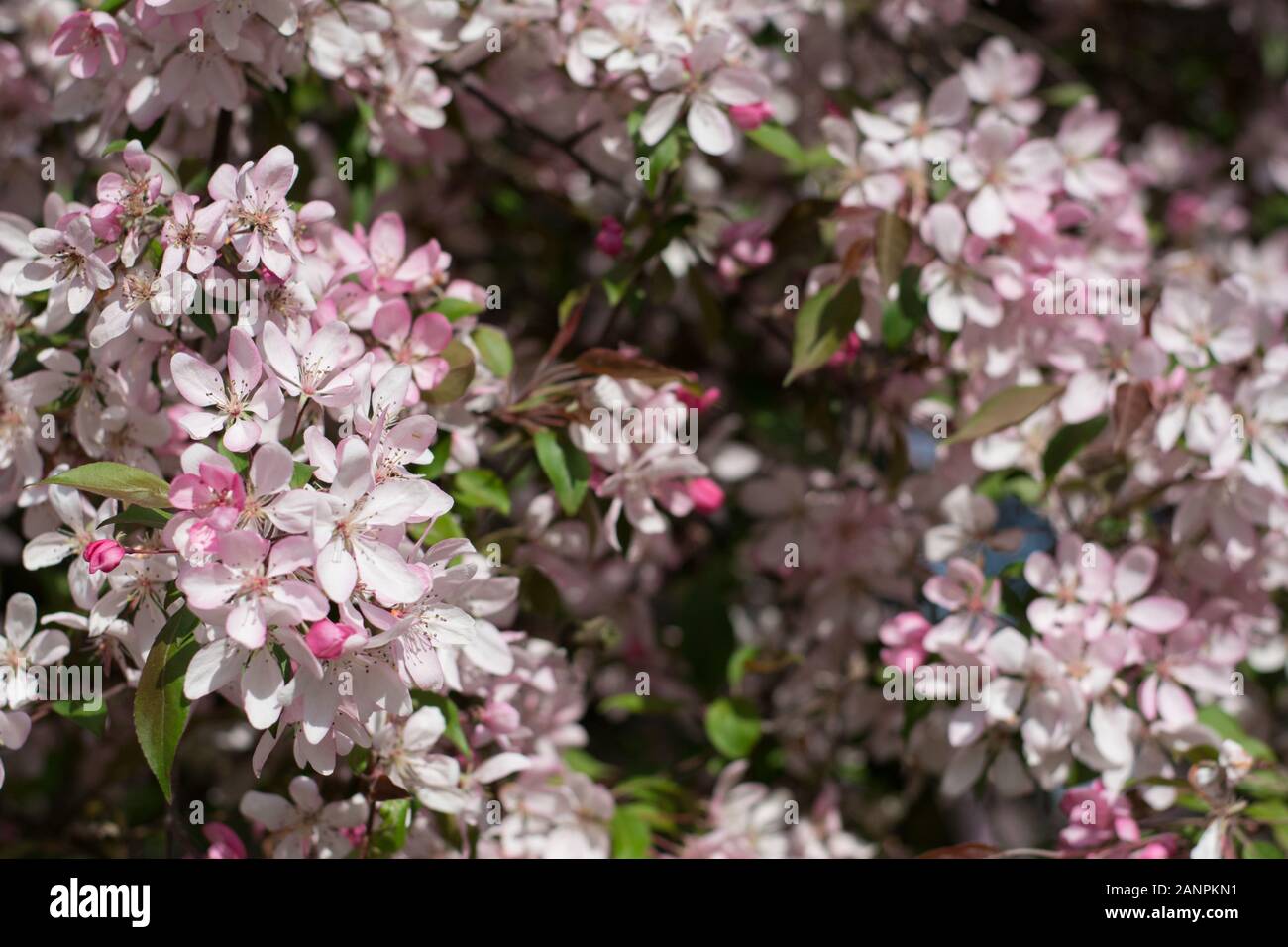 Beautiful spring plum tree covered with pink blossom Stock Photo - Alamy