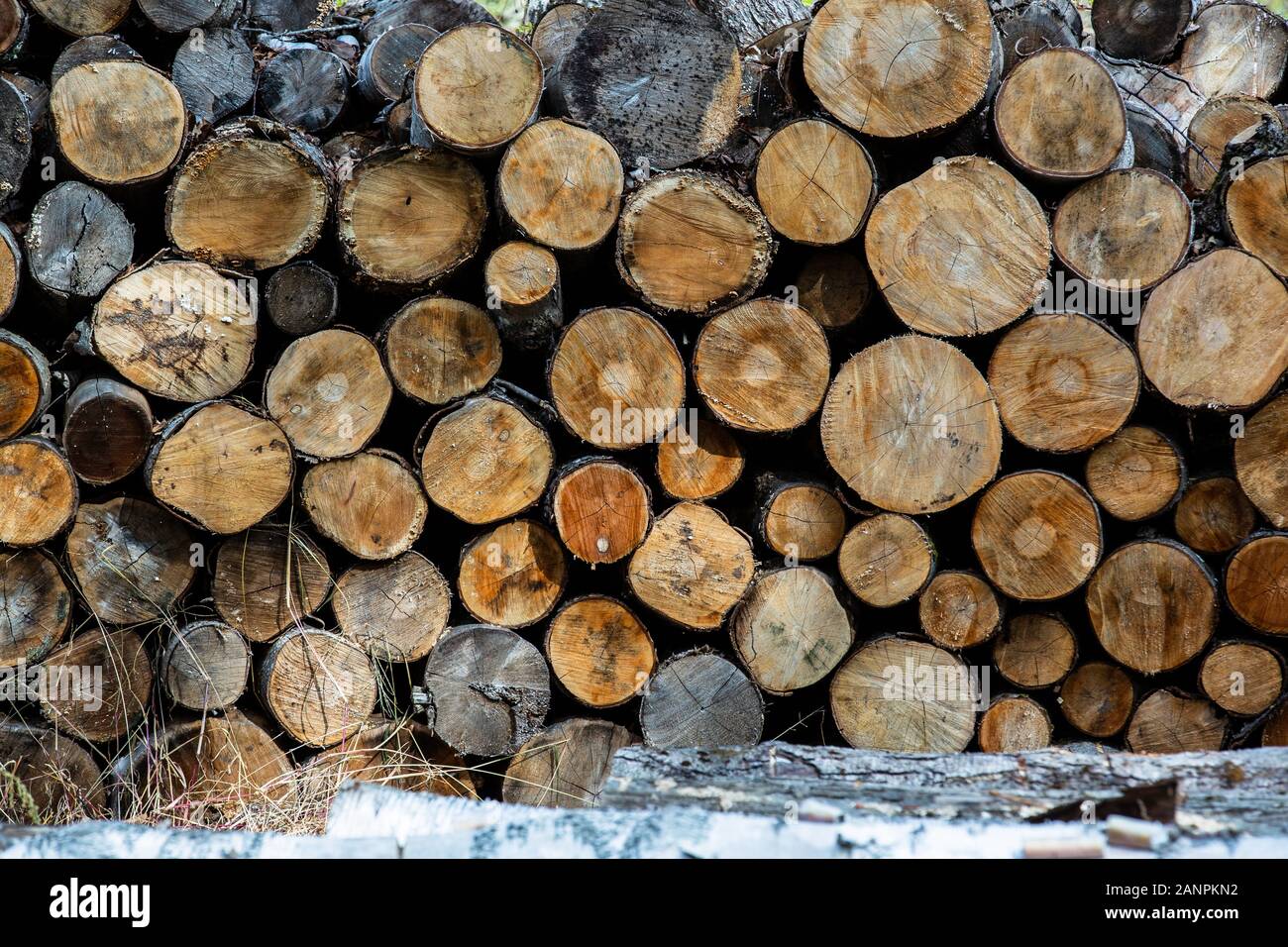 Cut tree logs Stock Photo - Alamy