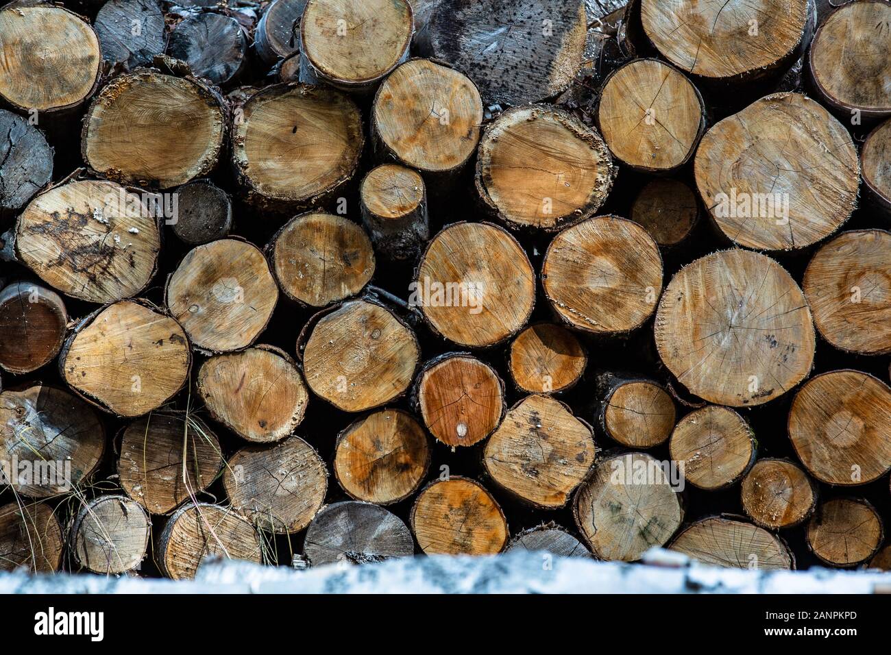 Tree triming hi-res stock photography and images - Alamy