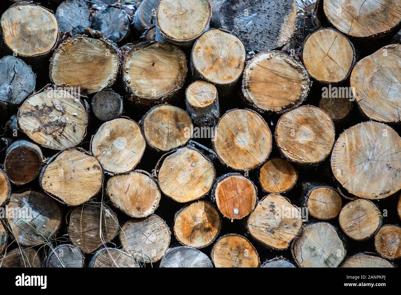Cut tree logs Stock Photo - Alamy
