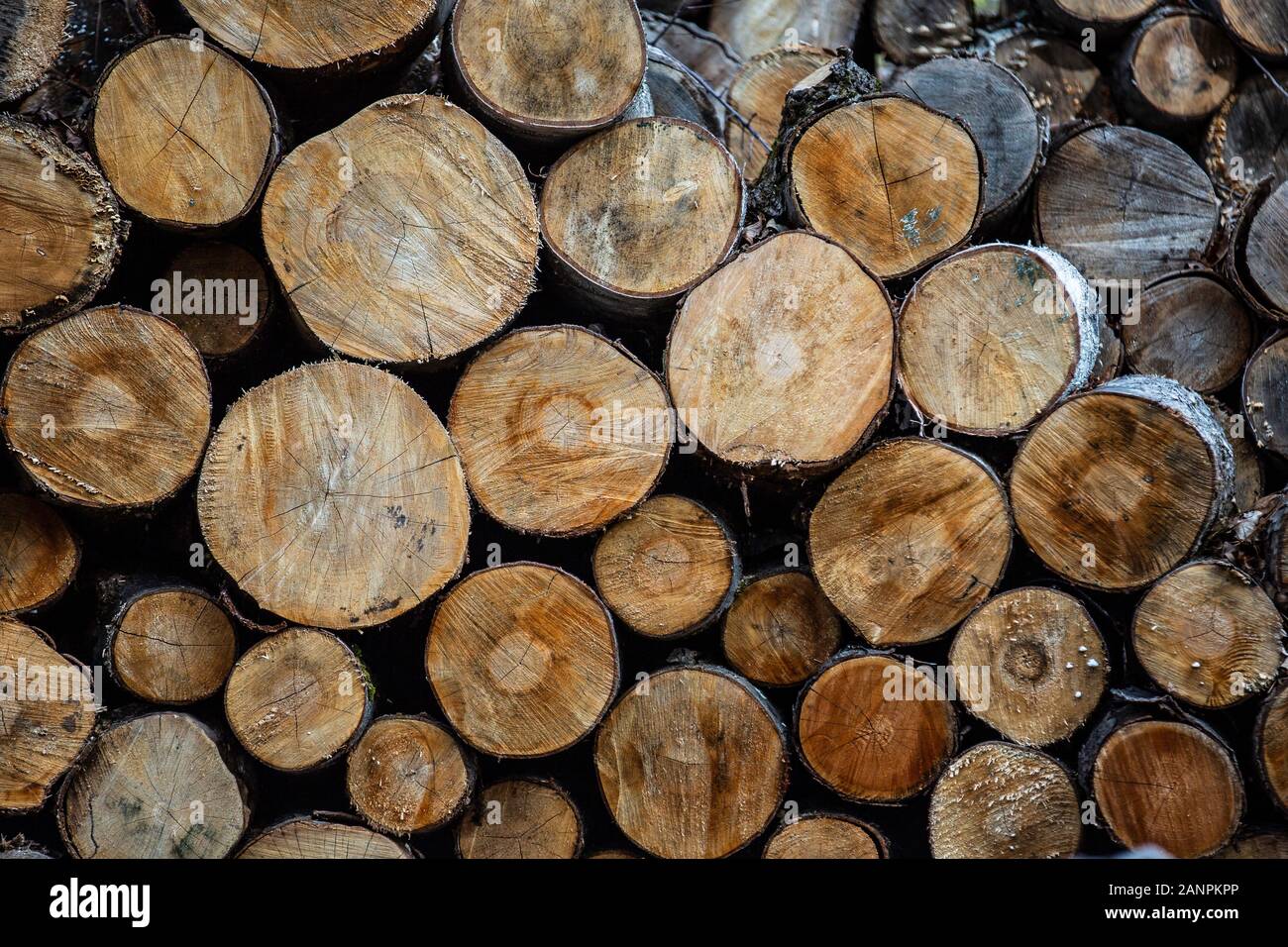 Cut tree logs Stock Photo - Alamy