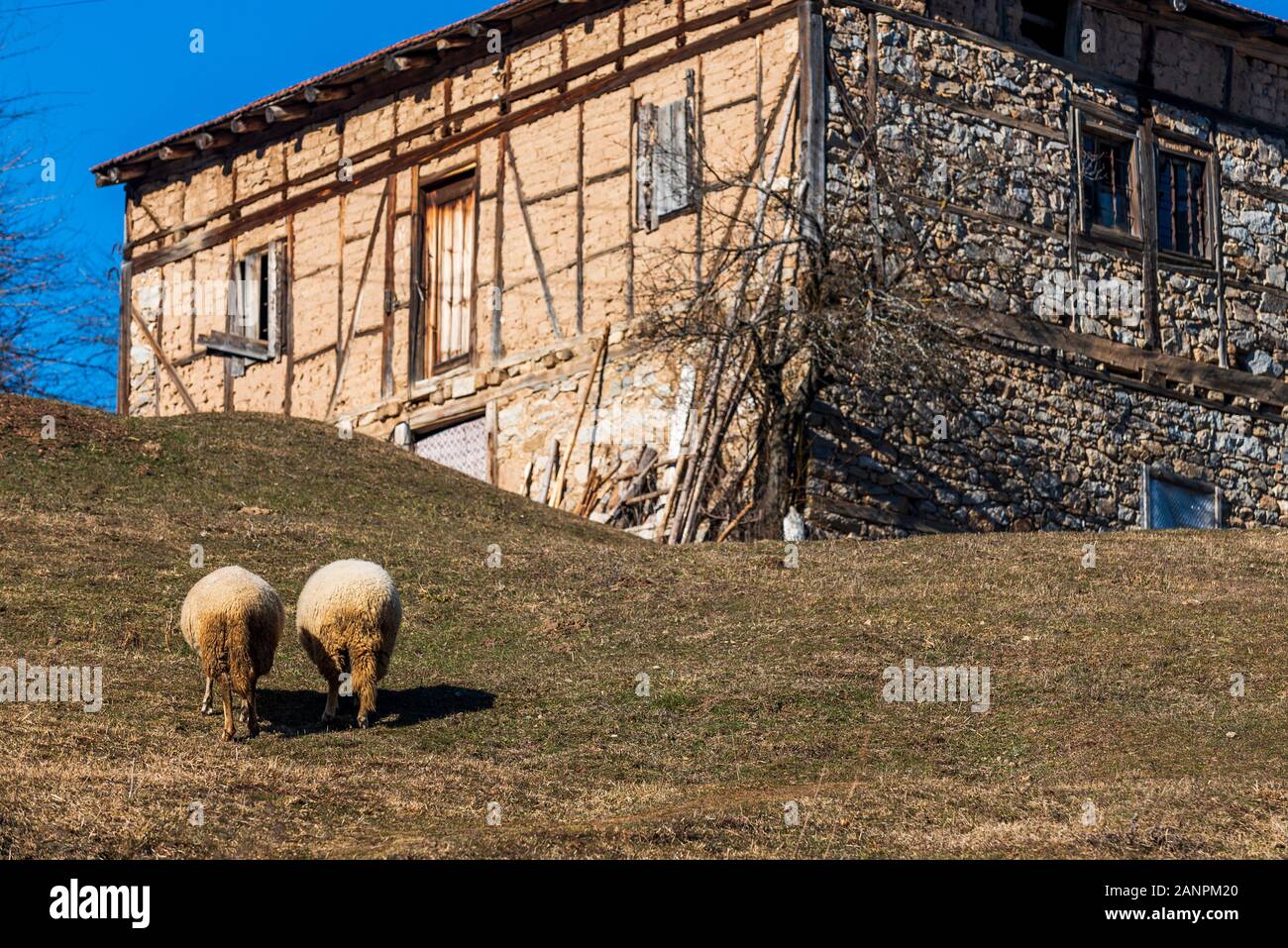 High in the mountains in small village shepherds graze cattle among the ...