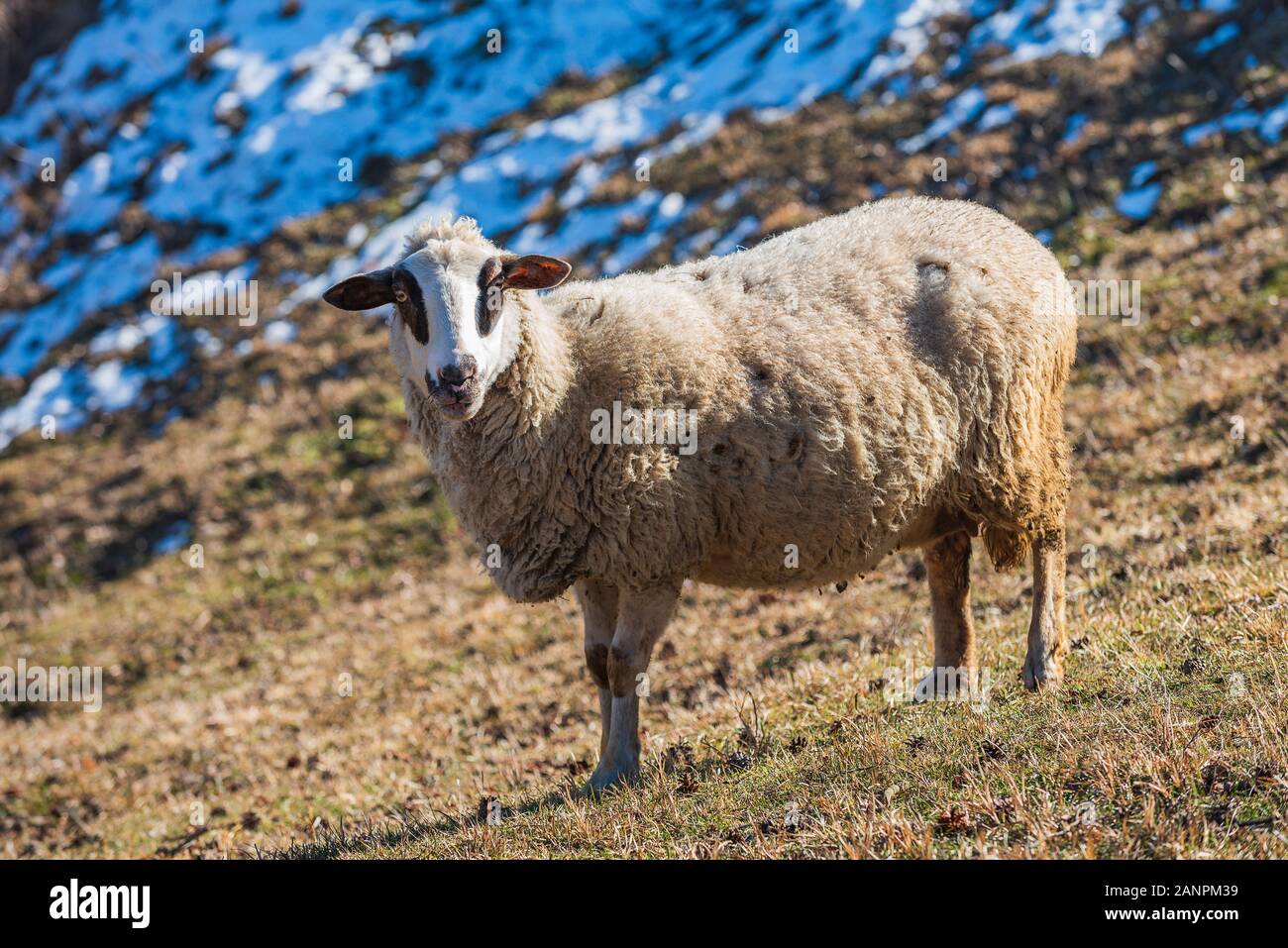 Valley sheep hi-res stock photography and images - Alamy