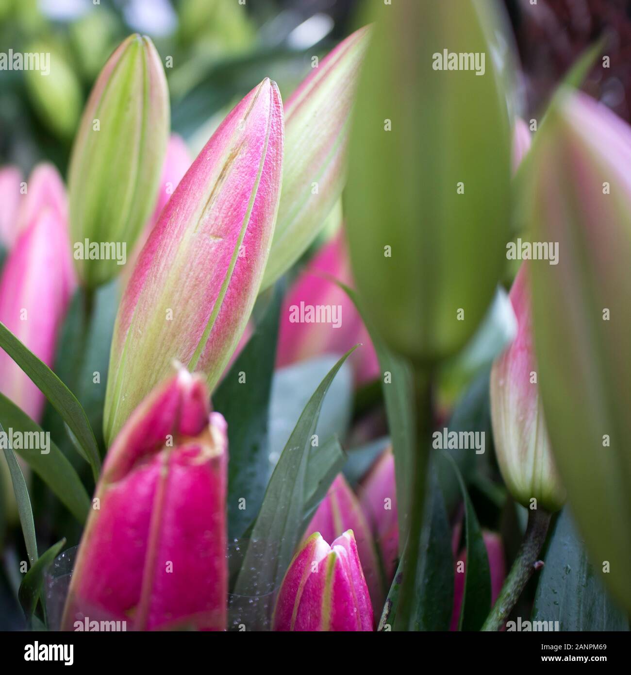 Unopened buds of red lily in large white boxes are laid out with paper ...