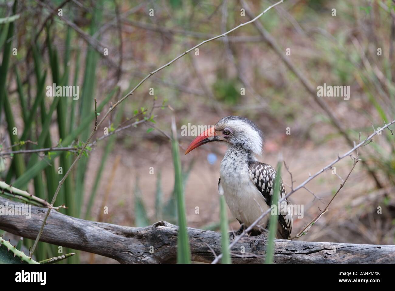 Bird sitting on a log Stock Photo - Alamy