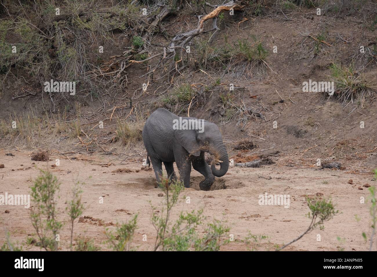 Elephant playing in mud Stock Photo - Alamy