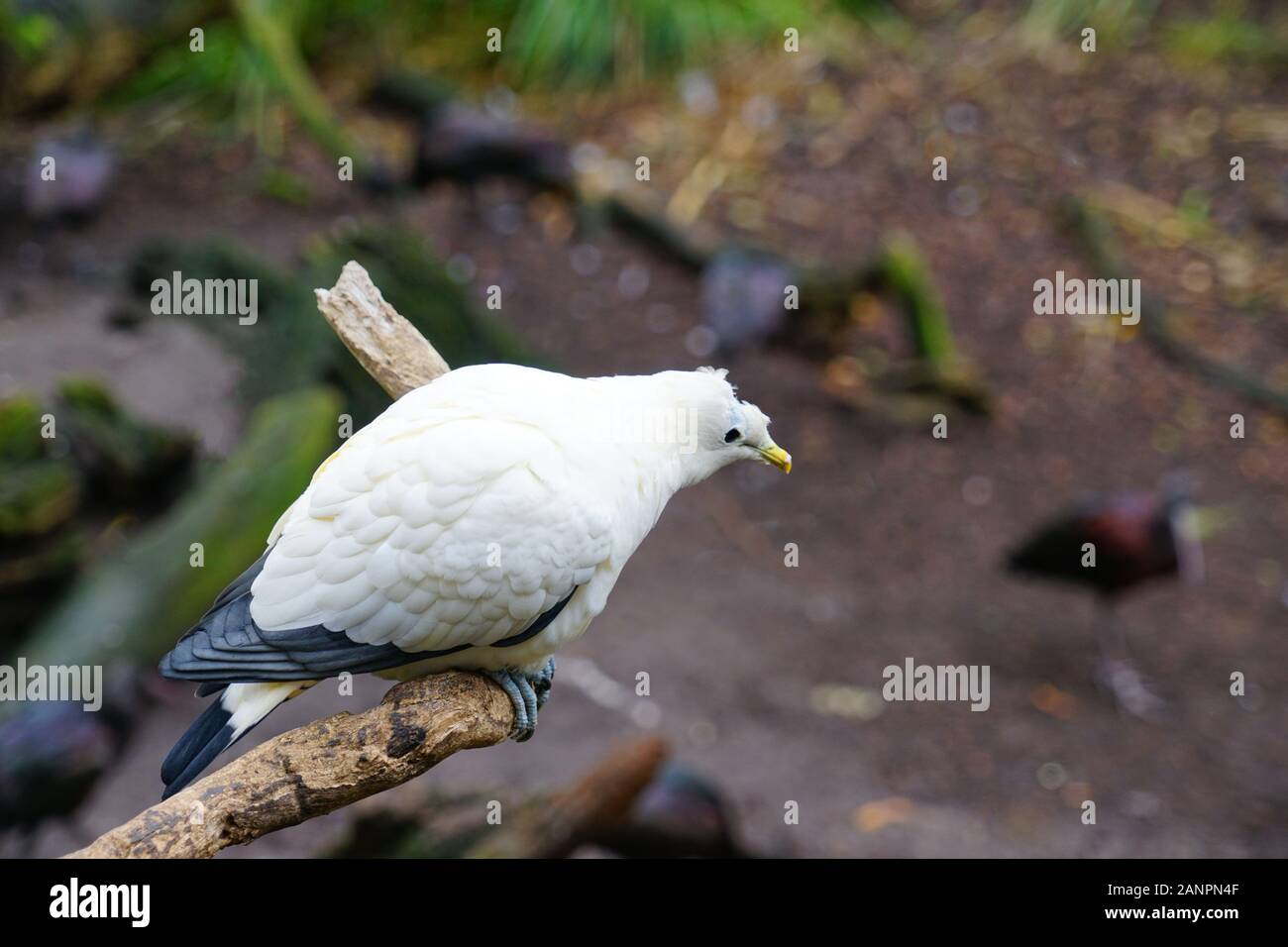 View of a Pied Imperial Pigeon (ducula bicolor), a large white pigeon ...