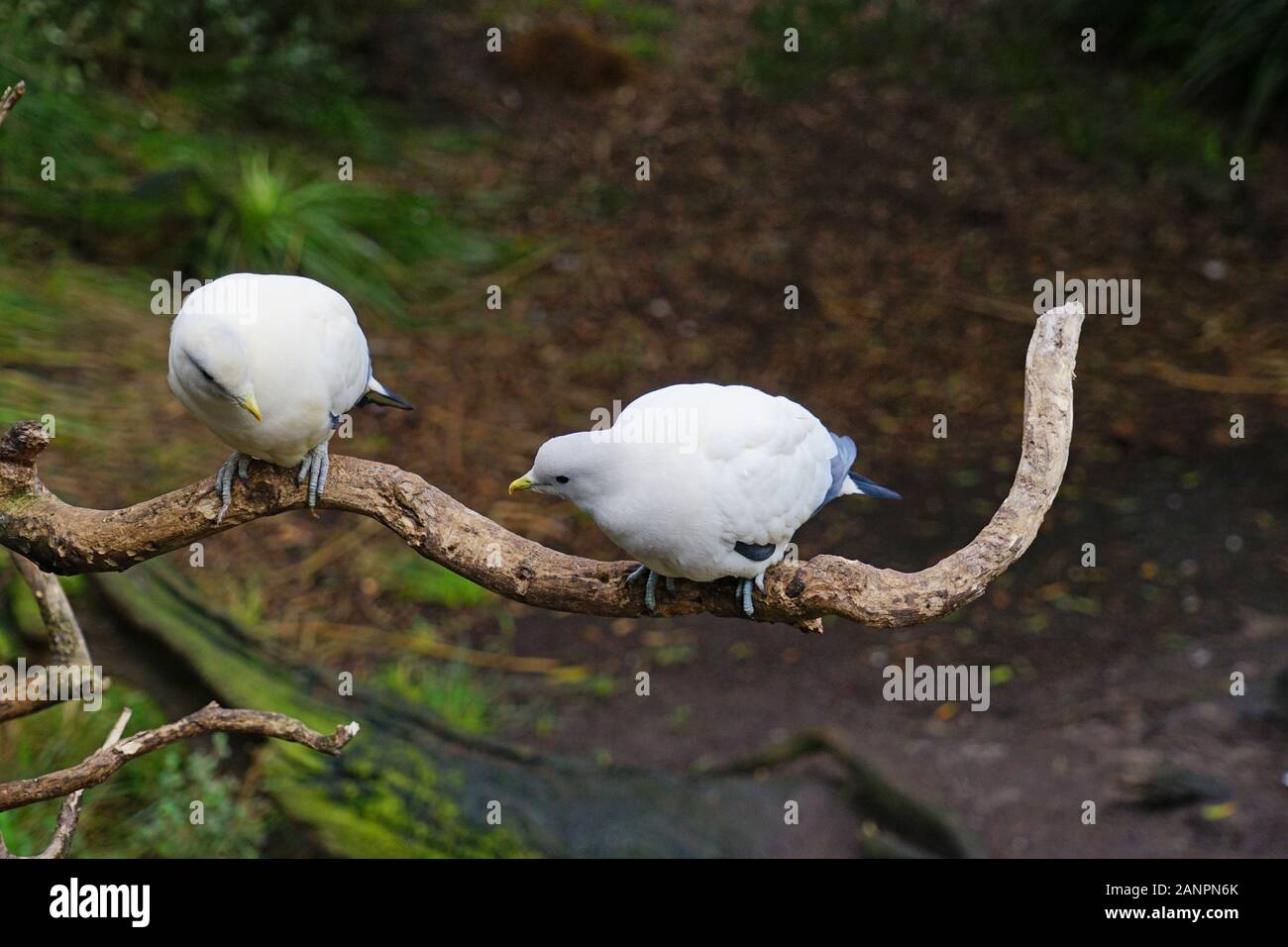 View of a Pied Imperial Pigeon (ducula bicolor), a large white pigeon ...