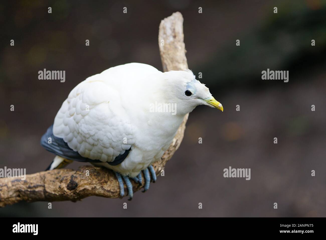 Pied imperial pigeon australia hi-res stock photography and images - Alamy