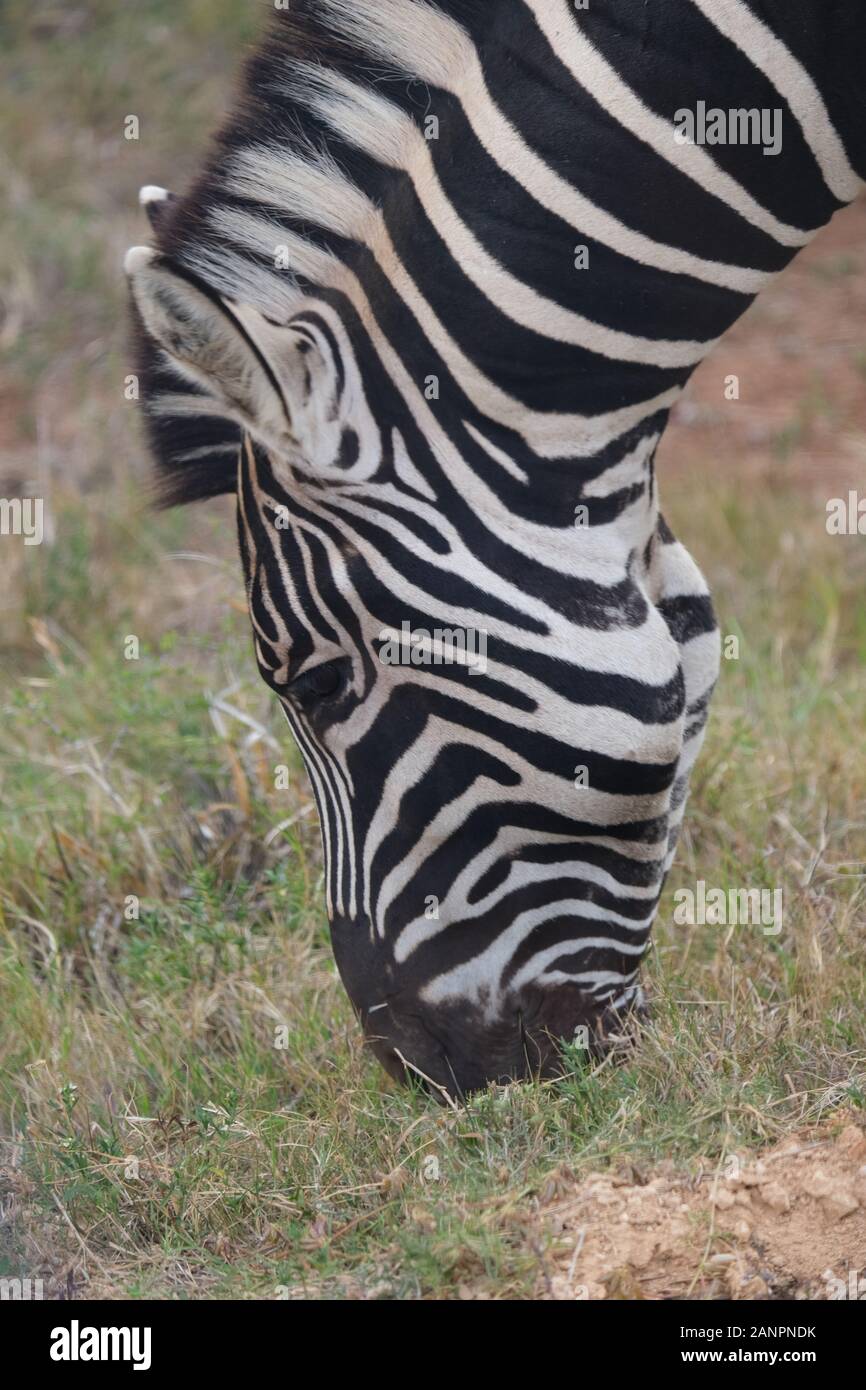 Calm zebra hi-res stock photography and images - Alamy