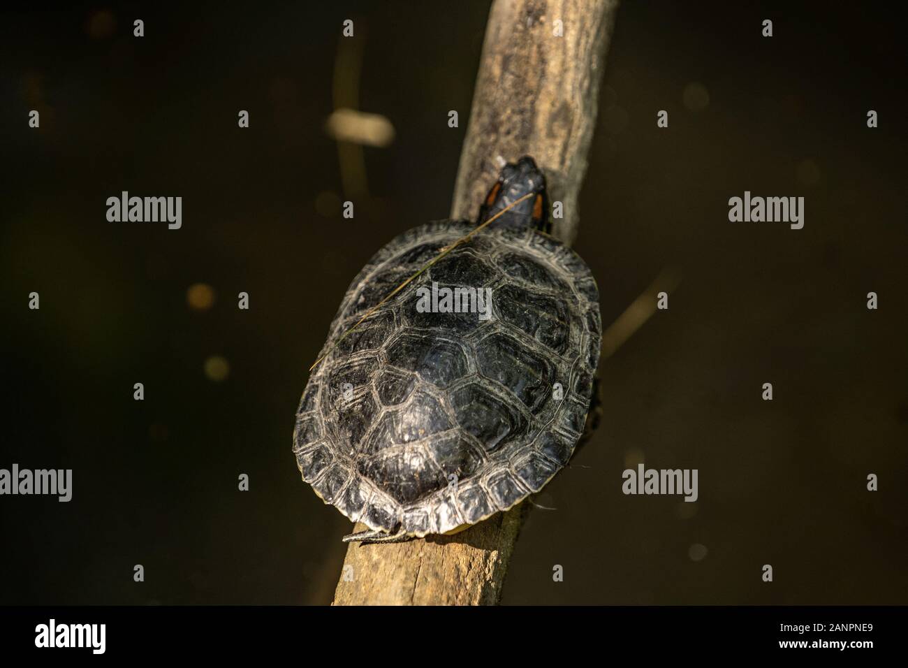 turtles in the amazing Central Park zoo in New York city, New York city ...