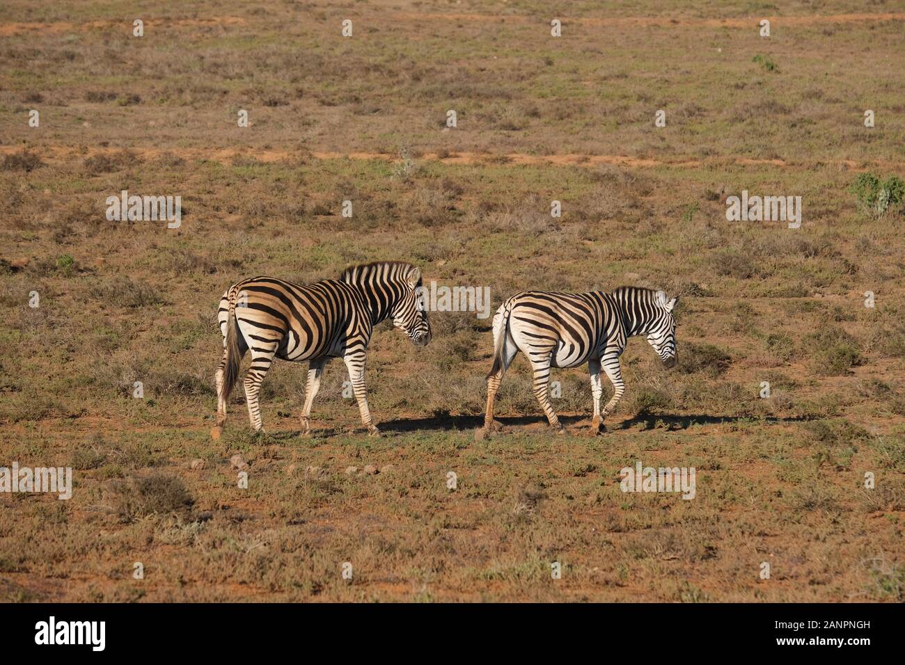 Zebra sighting hi-res stock photography and images - Alamy