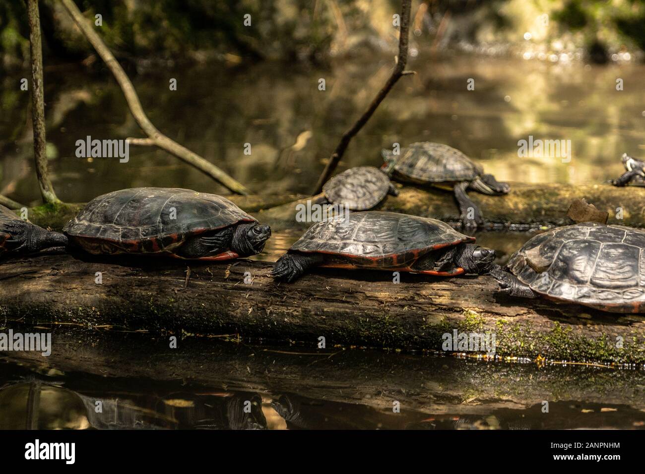 turtles in the amazing Central Park zoo in New York city, New York city ...