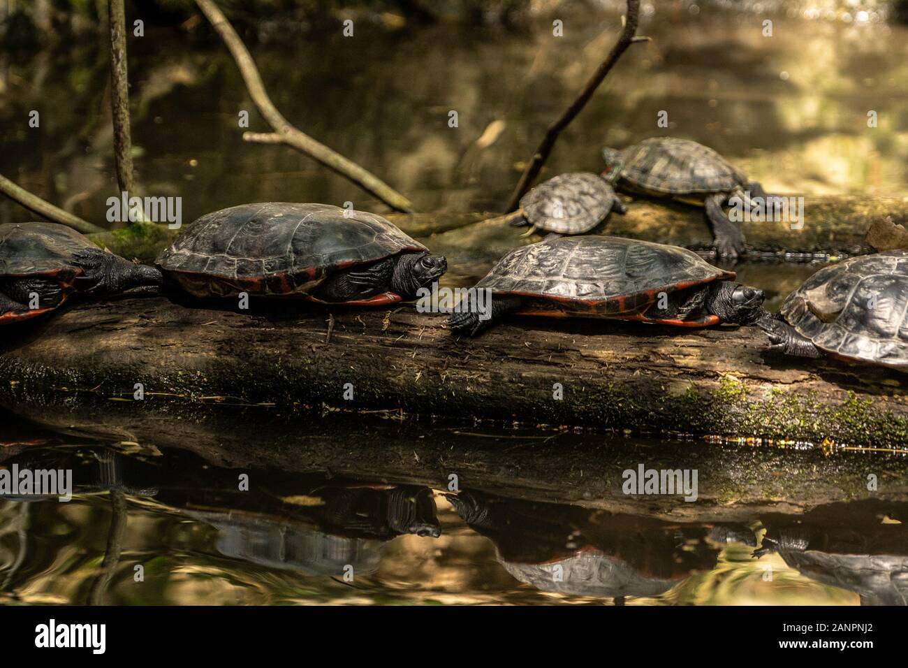turtles in the amazing Central Park zoo in New York city, New York city ...