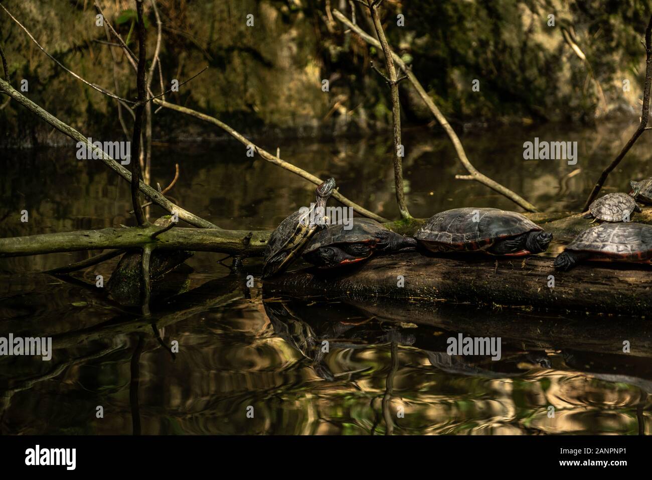 turtles in the amazing Central Park zoo in New York city, New York city ...