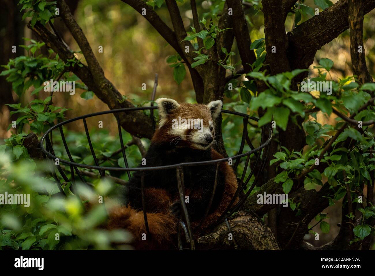 red panda in the Central Park zoo in New York city, wildlife of New ...
