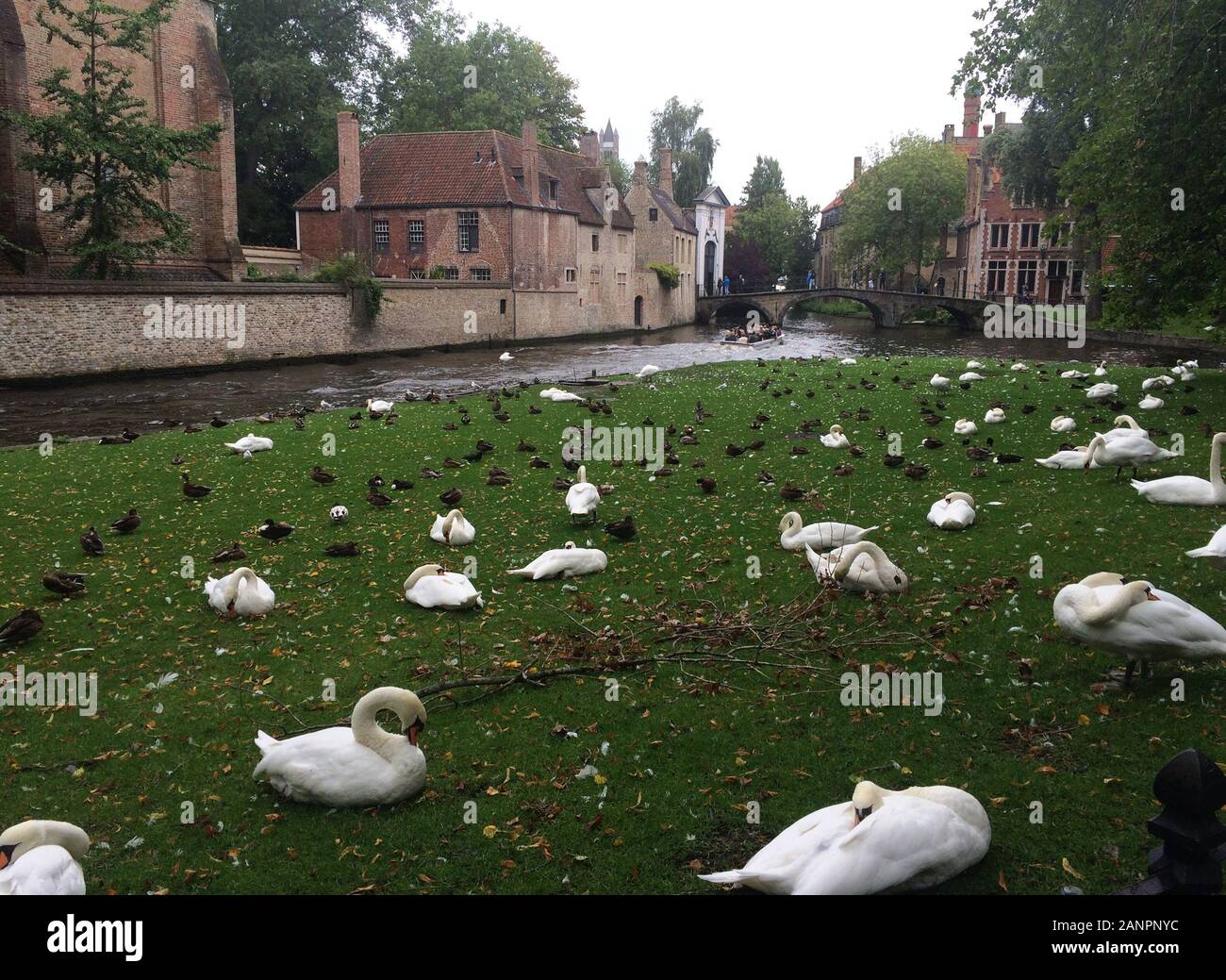 Leaves laying on the water hi-res stock photography and images - Alamy