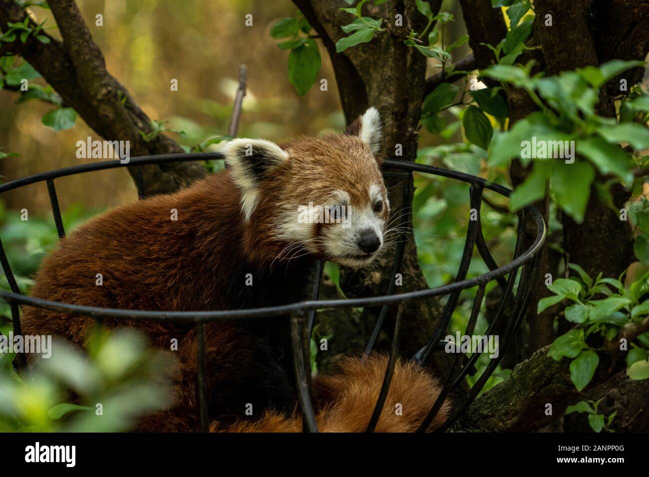 red panda in the Central Park zoo in New York city, wildlife of New ...