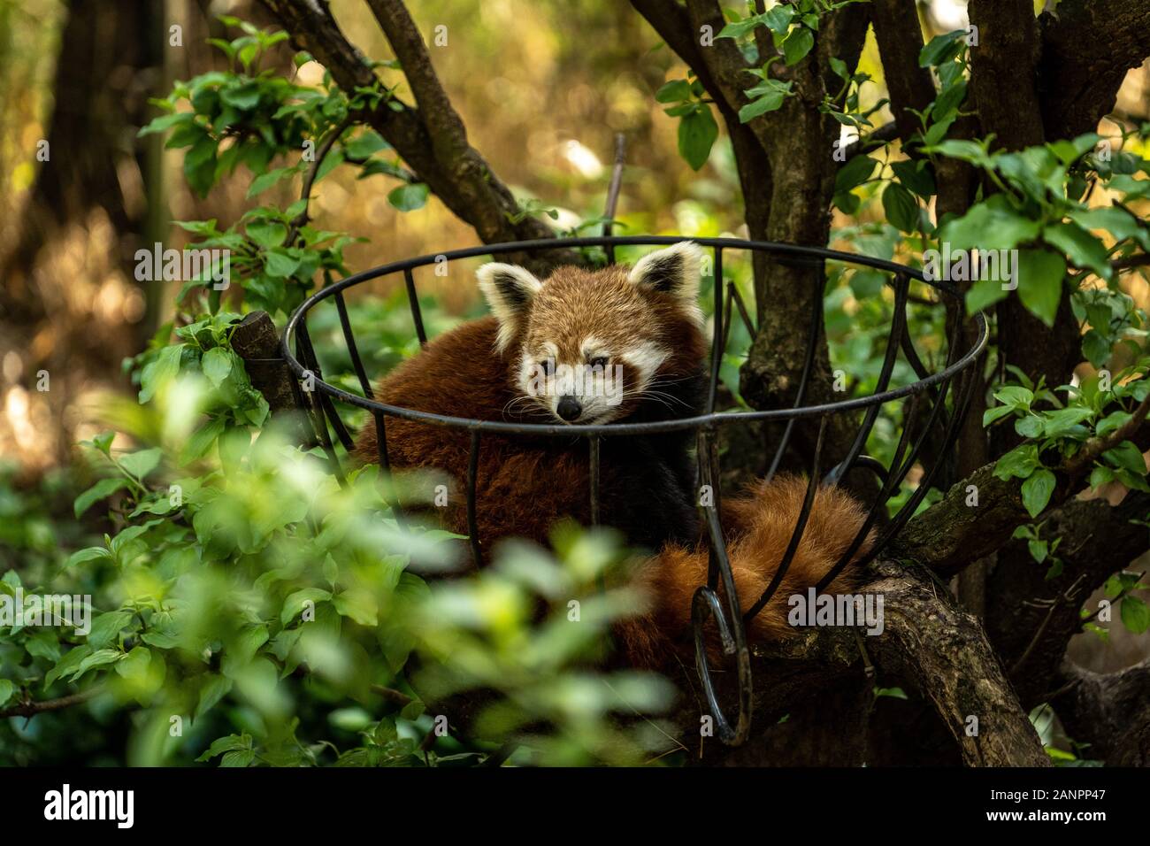 red panda in the Central Park zoo in New York city, wildlife of New ...