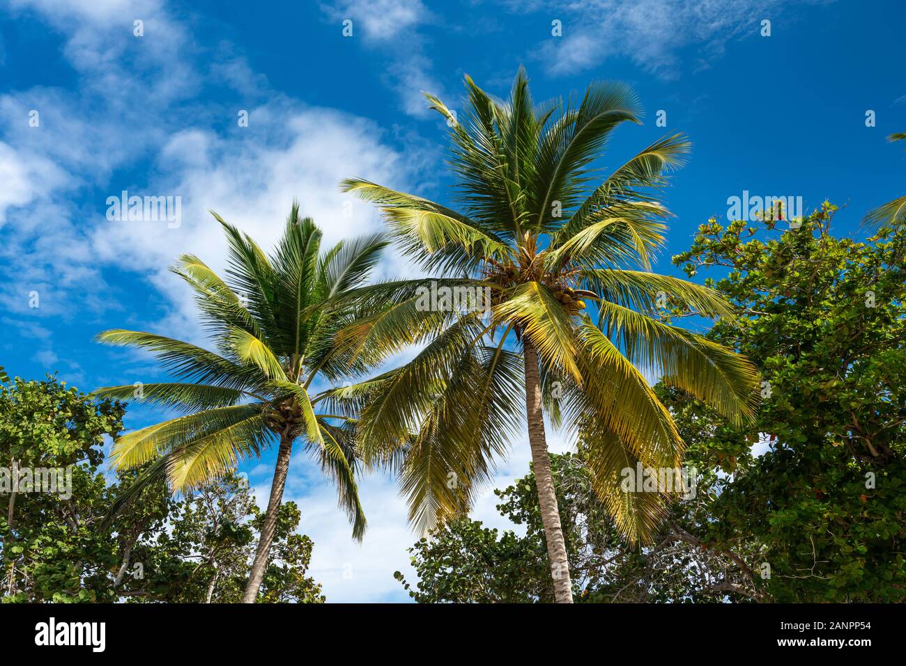 The Be Live Collection Marien Resort in Puerto Plata, Dominican ...
