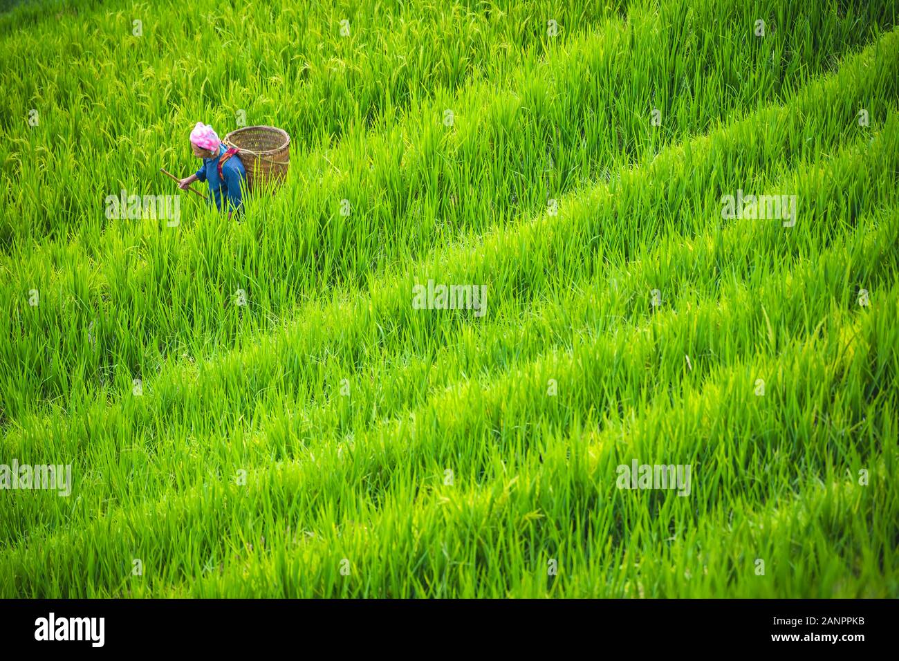 Pingan rice terrace hi-res stock photography and images - Alamy