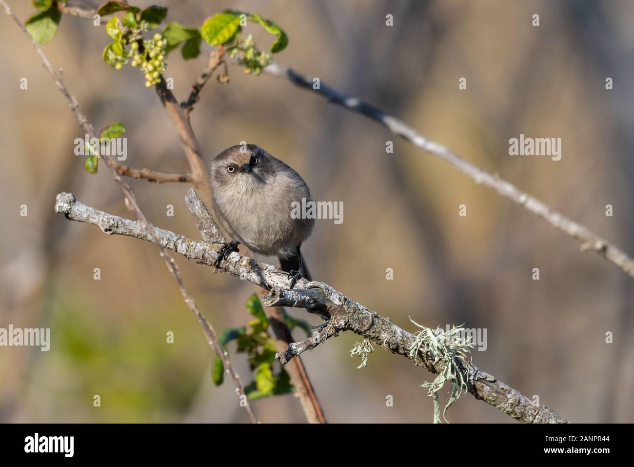 Bushtit hi-res stock photography and images - Alamy