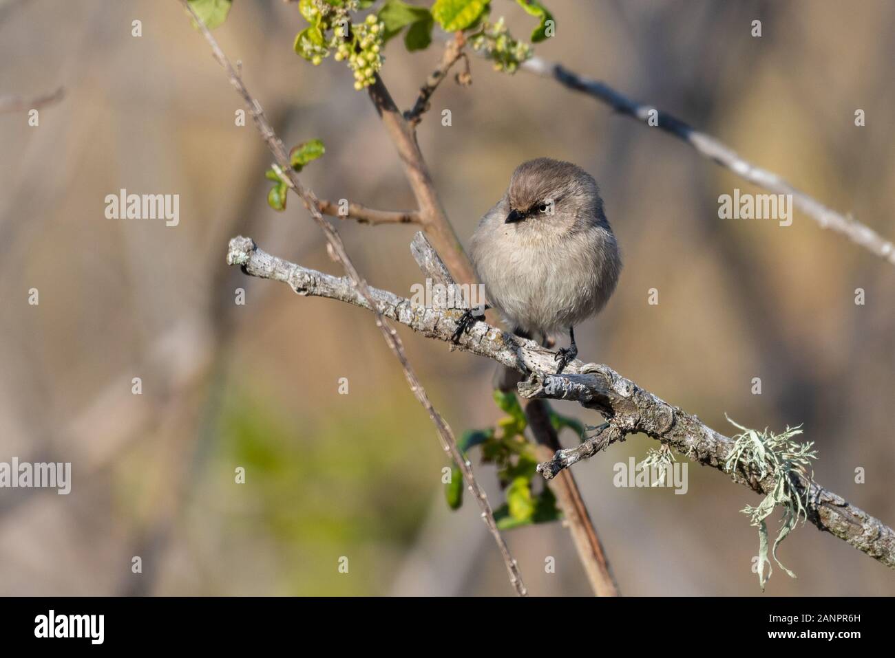 Pale eyes hi-res stock photography and images - Alamy