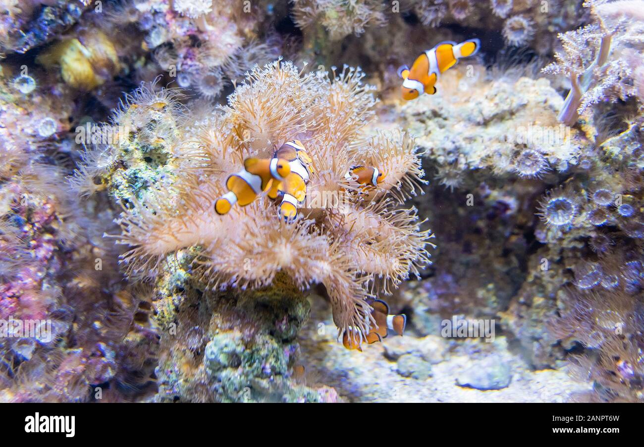Closeup of Ocellaris clownfishes, aslo known as common clownfishes, as ...