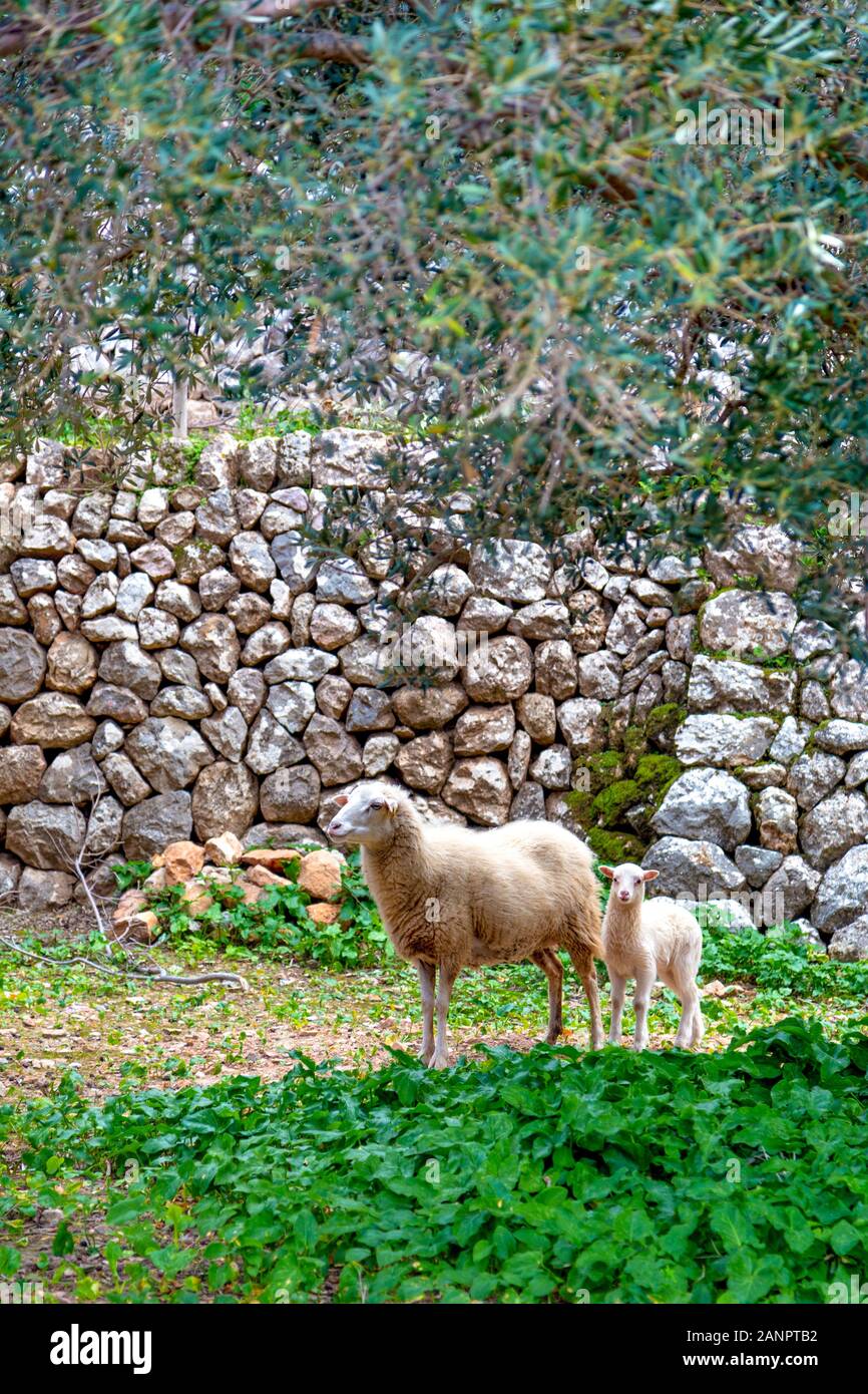 Sheep mother an baby lamb at Miramar Monastery, Mallorca, Spain Stock ...