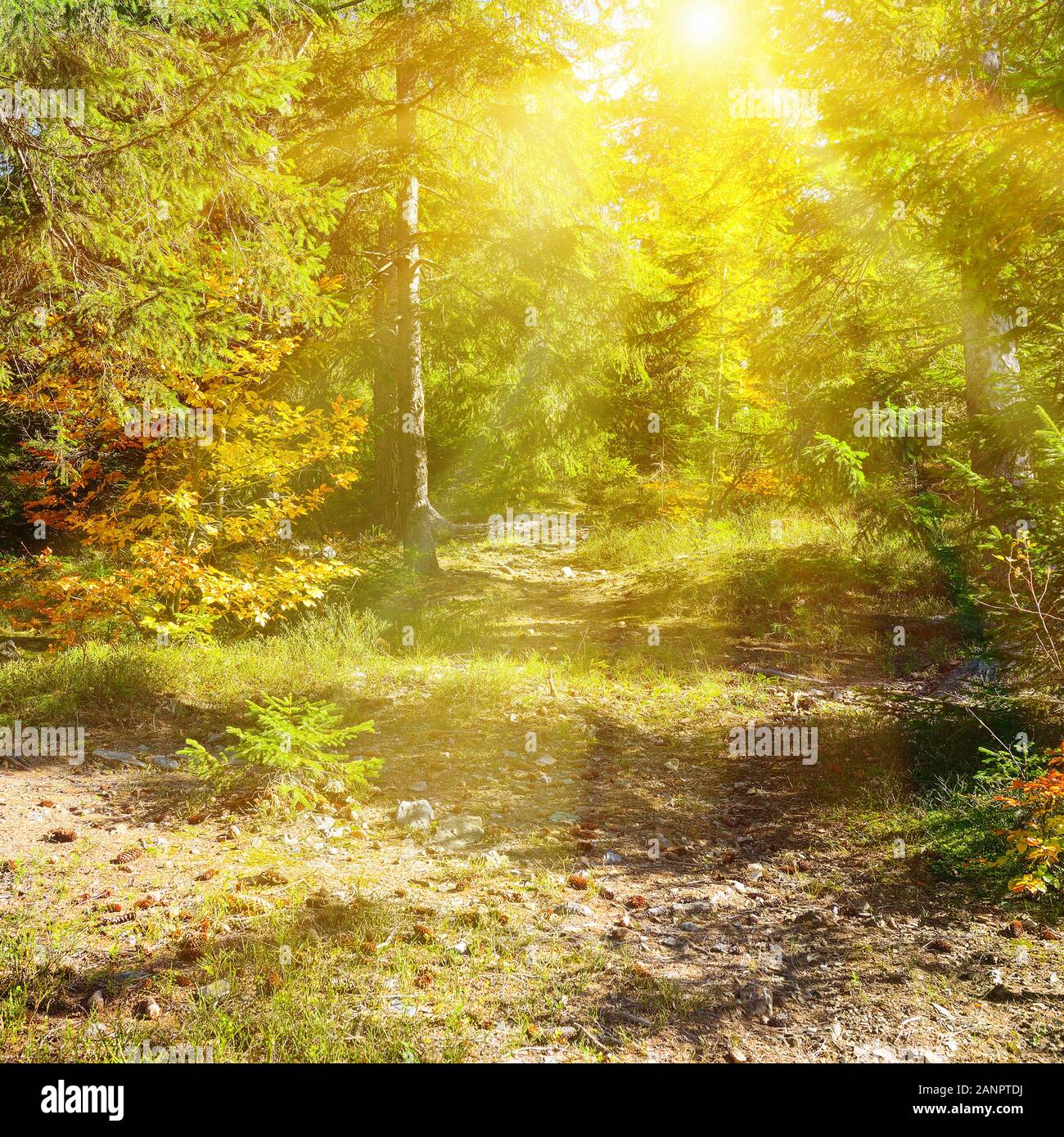 Sun rays illuminate beautiful autumn forest Stock Photo - Alamy