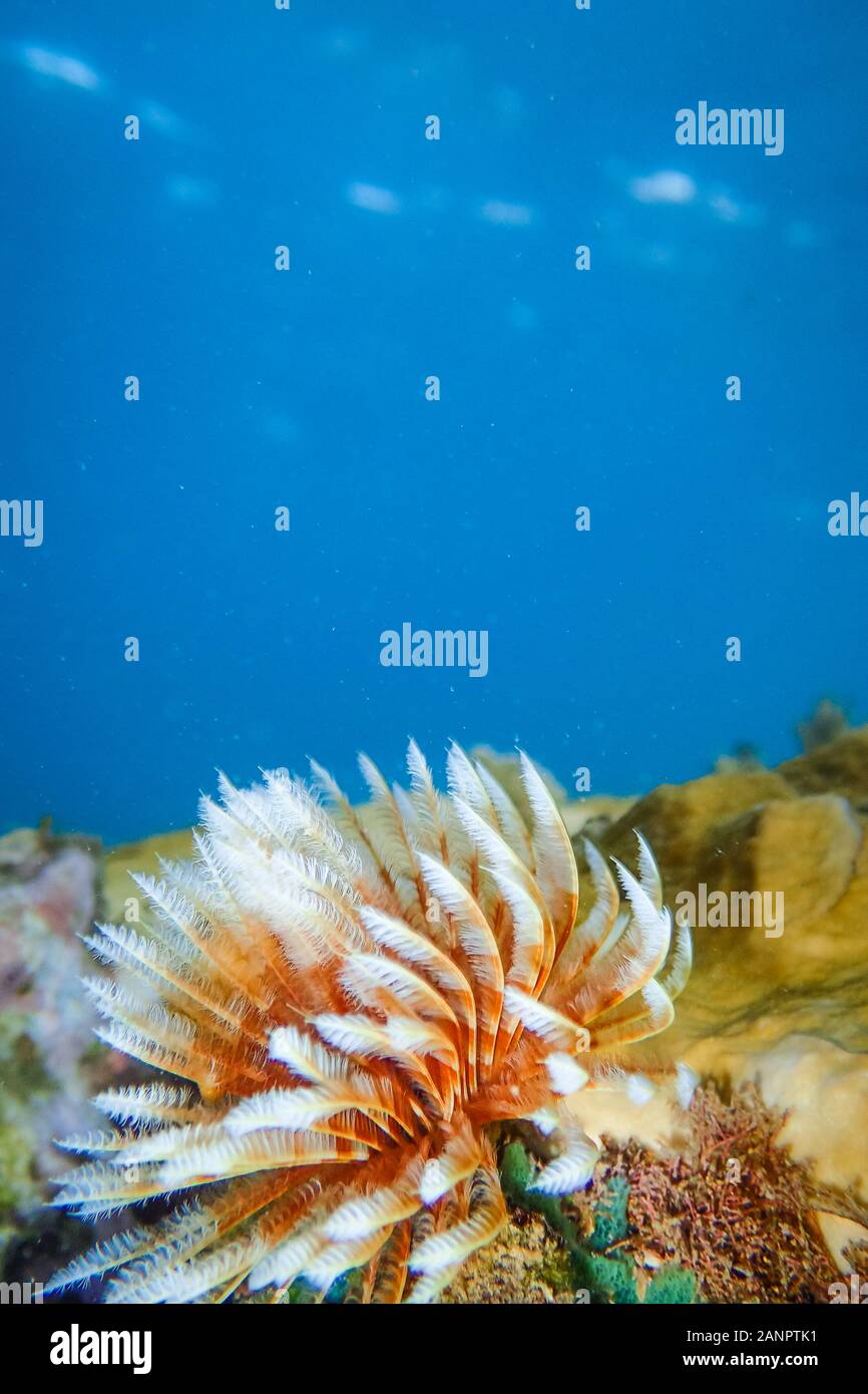 Feather Duster Worm Or Tube Worm Sabellidae On Rocks Underwater Of Anse A Lane Beach