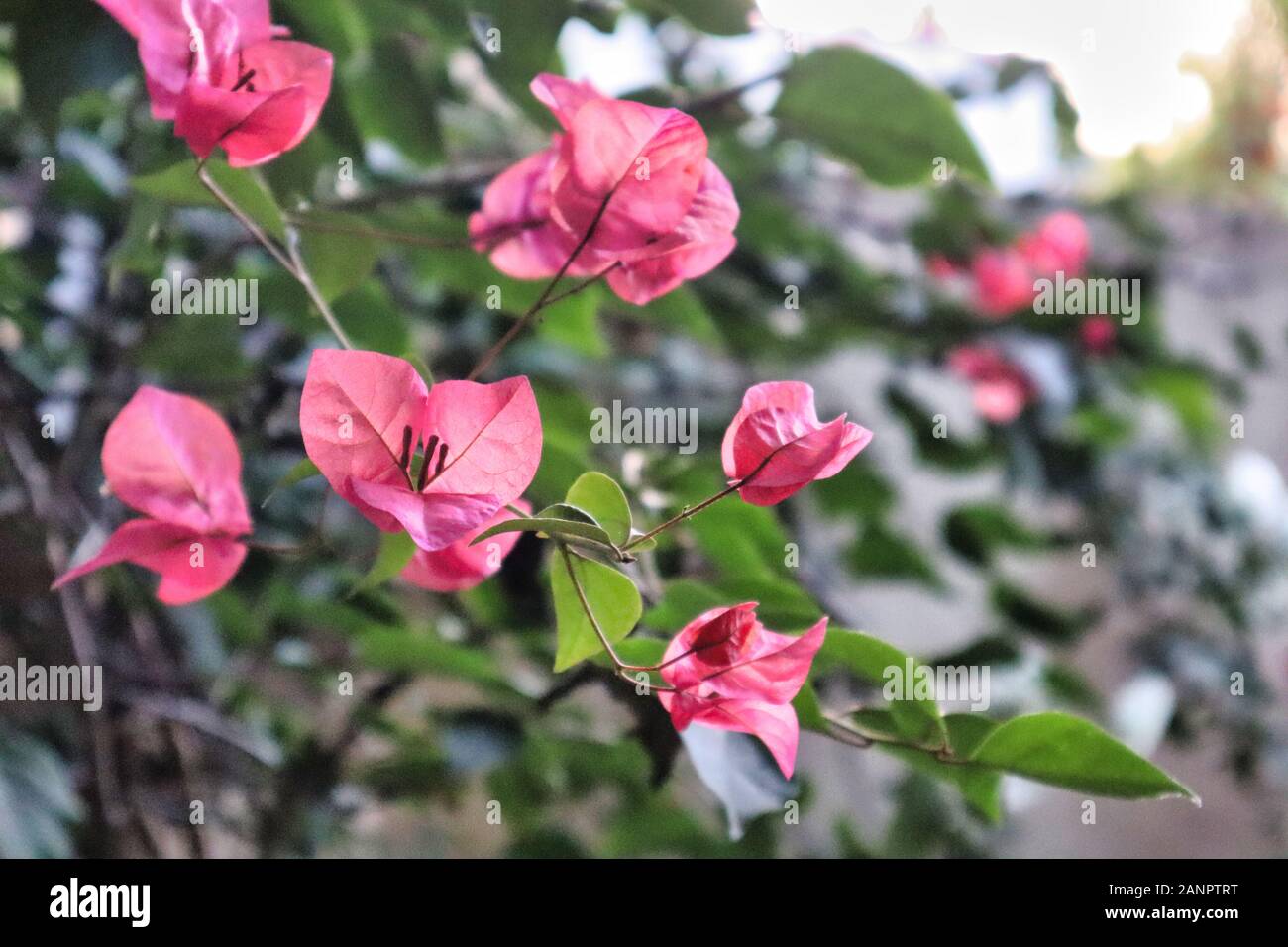 Sore flower plant hi-res stock photography and images - Alamy
