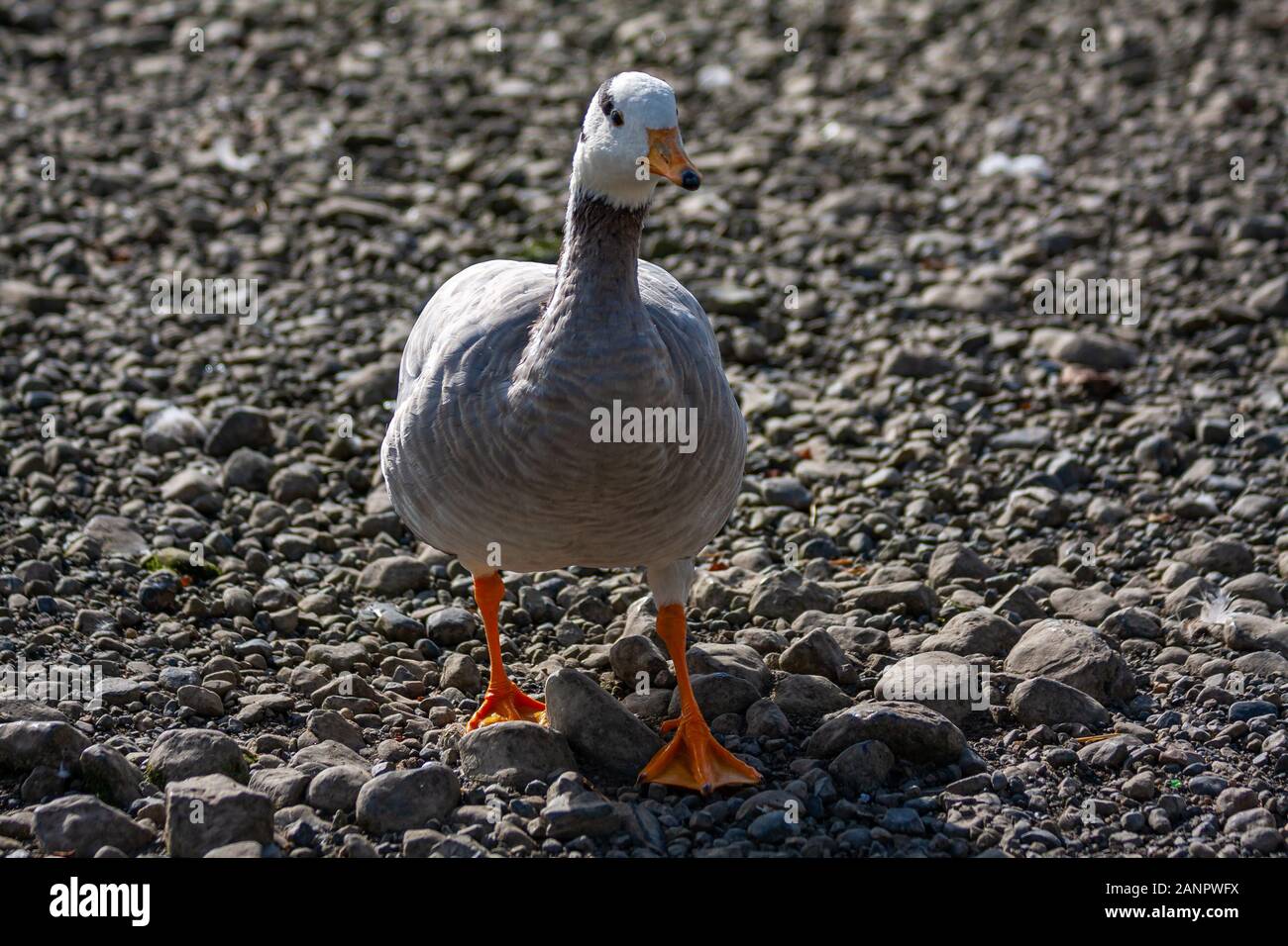 Bar-headed goose, Anser indicus, bird with white head, black bars ...