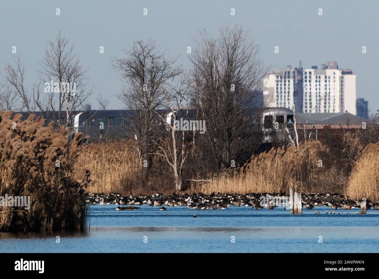 Canada geese and A- train in urban setting Stock Photo - Alamy
