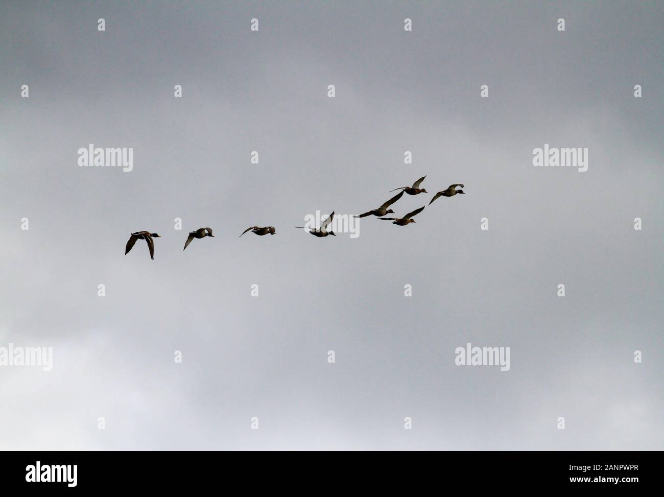 Mallard ducks in flight, Anas platyrhynchos, ducks flying across cloud ...