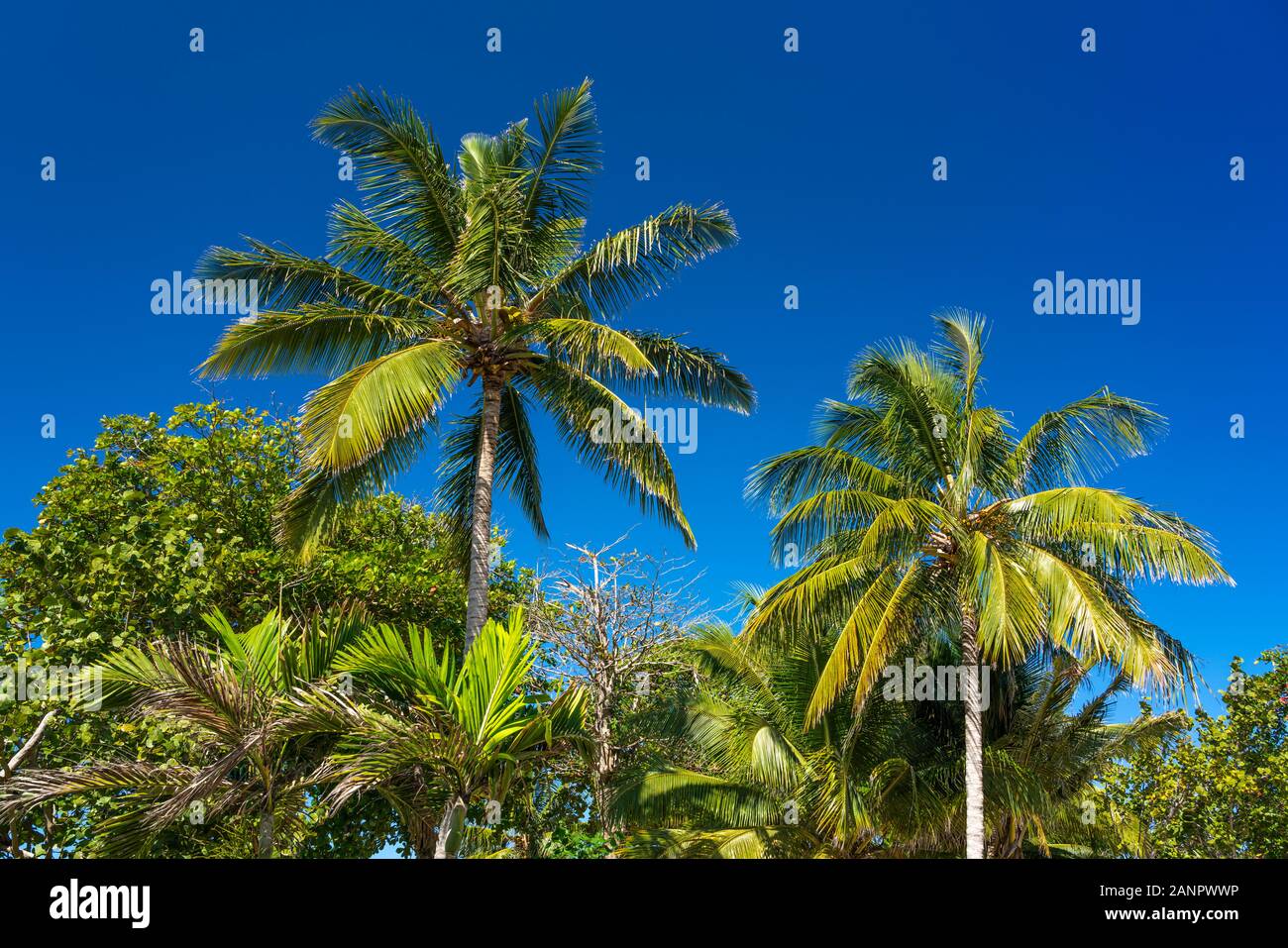 The Be Live Collection Marien Resort in Puerto Plata, Dominican ...