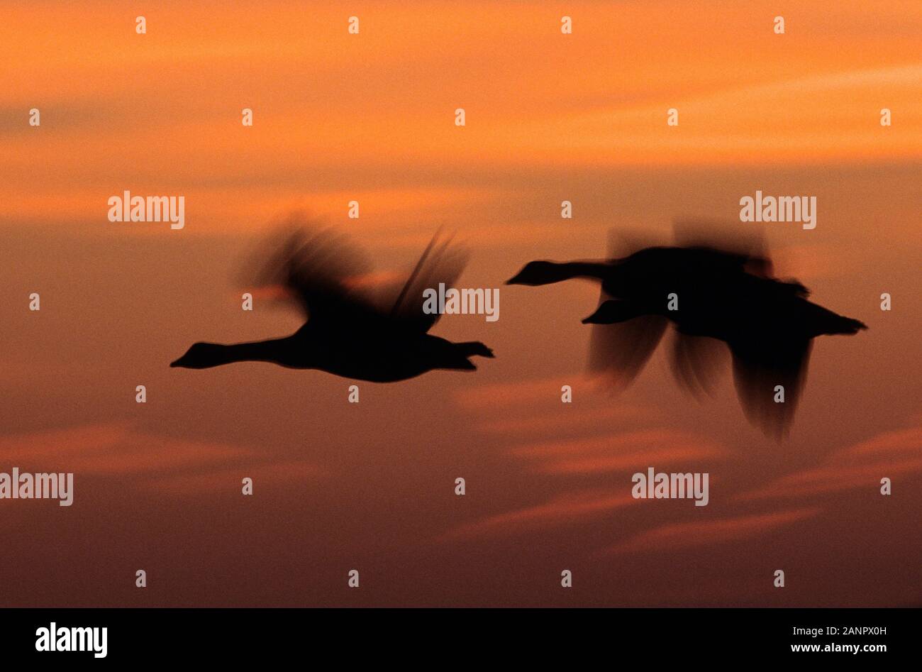 Canada geese flight abstract Stock Photo - Alamy