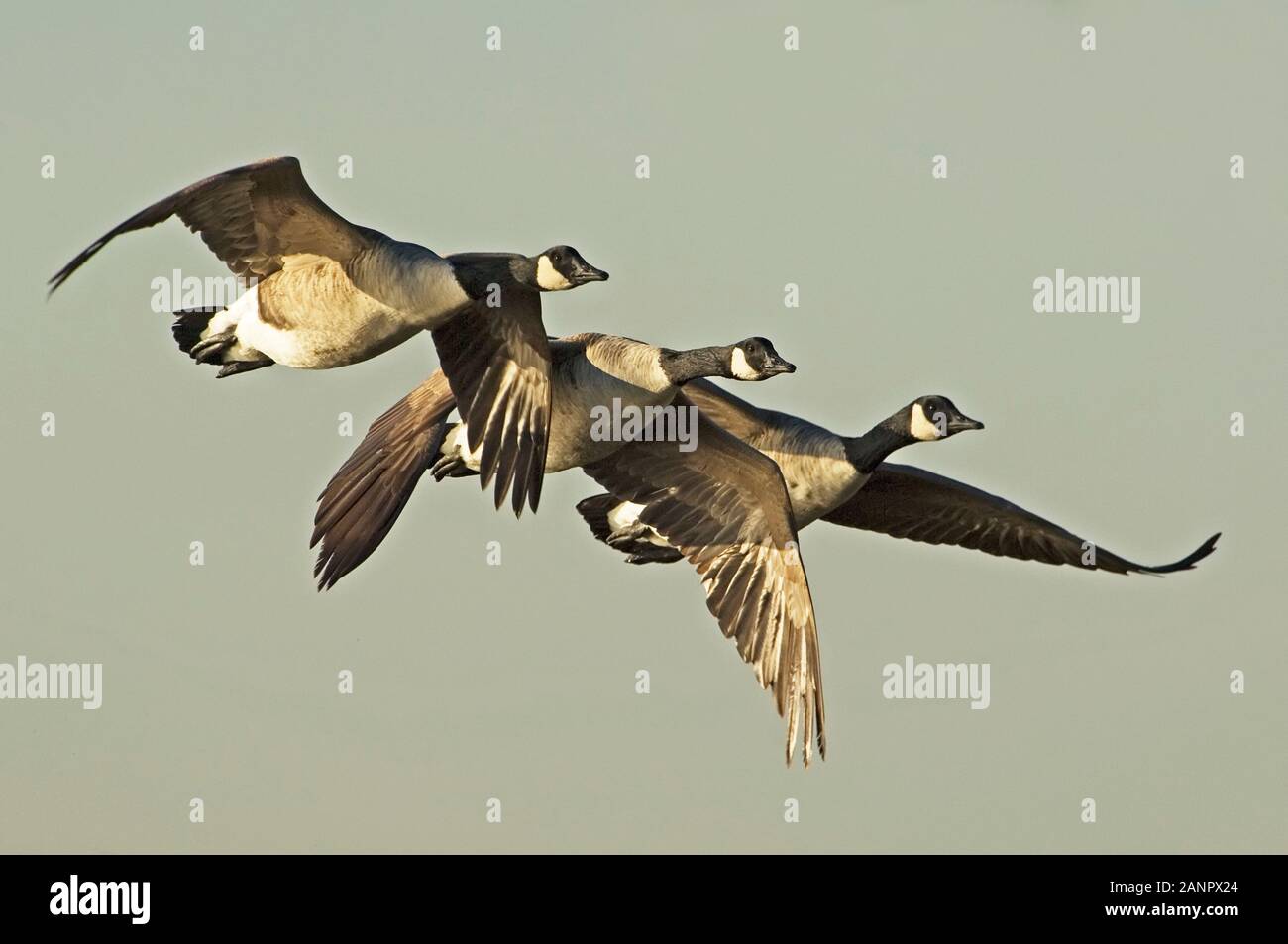 Trio of Canada geese in flight Stock Photo - Alamy