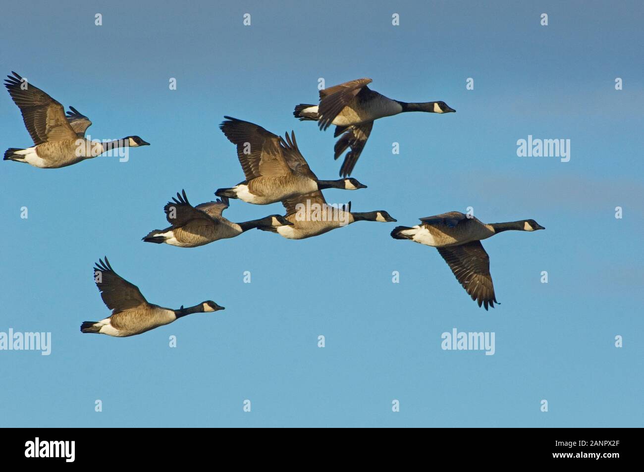 Small flock of Canada geese in flight Stock Photo - Alamy