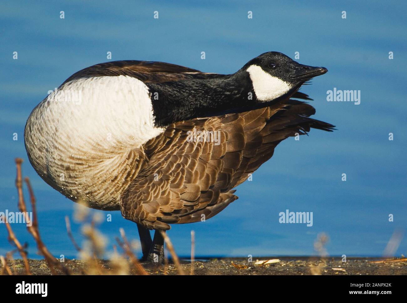 Close-up of Canada goose preening Stock Photo - Alamy