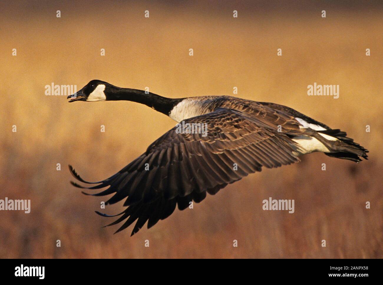 Canada goose flight up close Stock Photo - Alamy