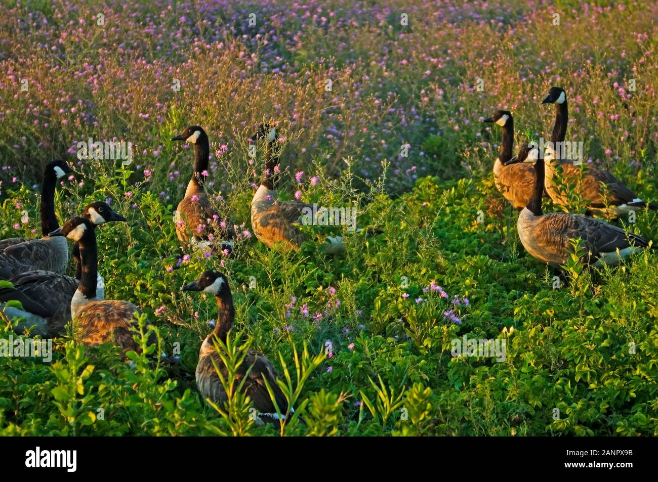 Foraging goose hi-res stock photography and images - Alamy