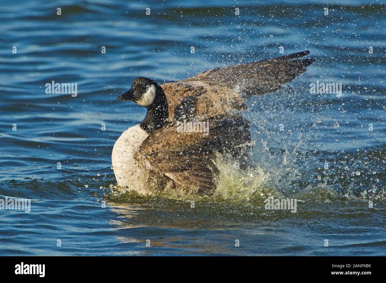 Canada goose bathing hi-res stock photography and images - Alamy