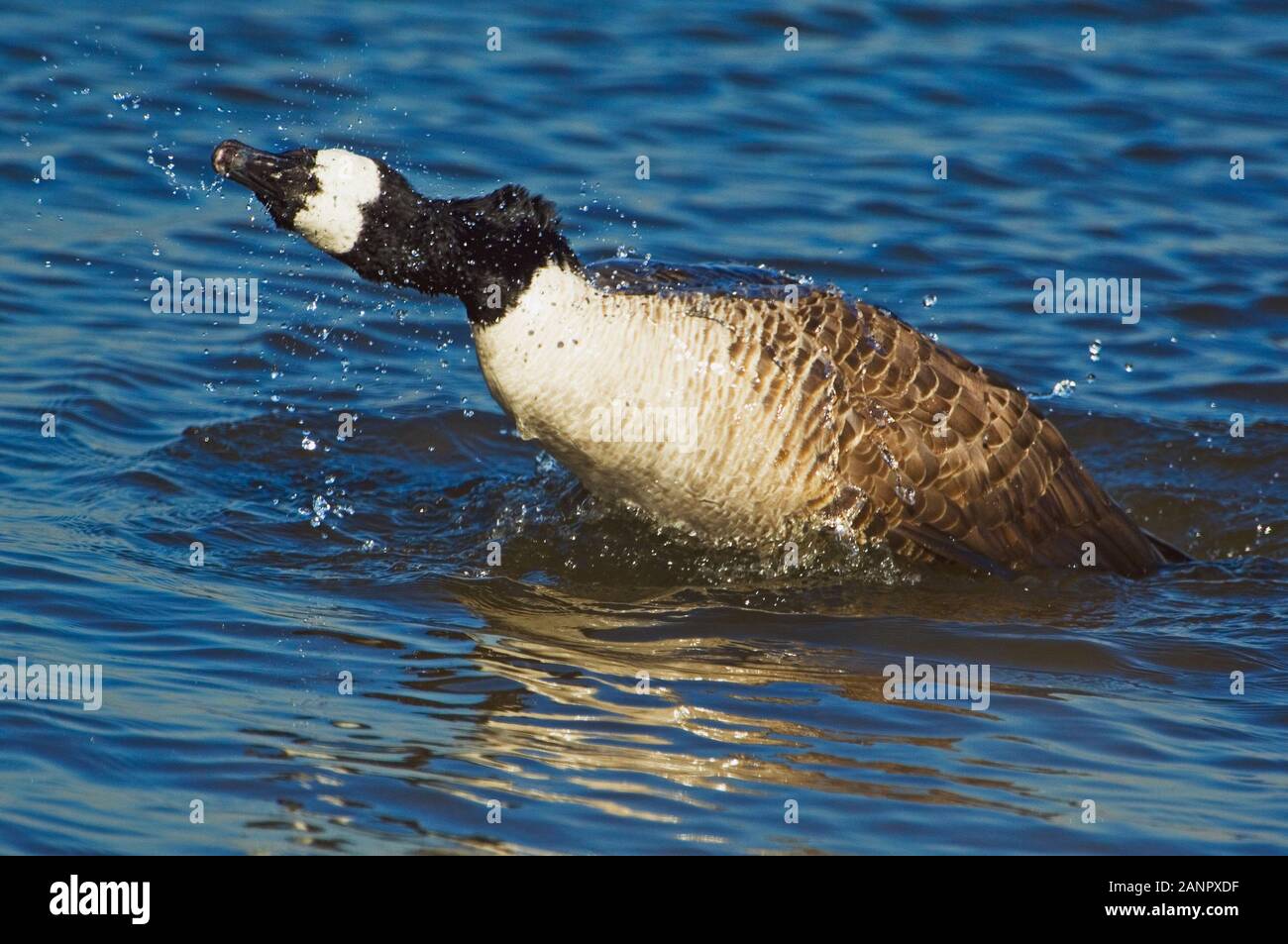 Canada goose bathing hi-res stock photography and images - Alamy