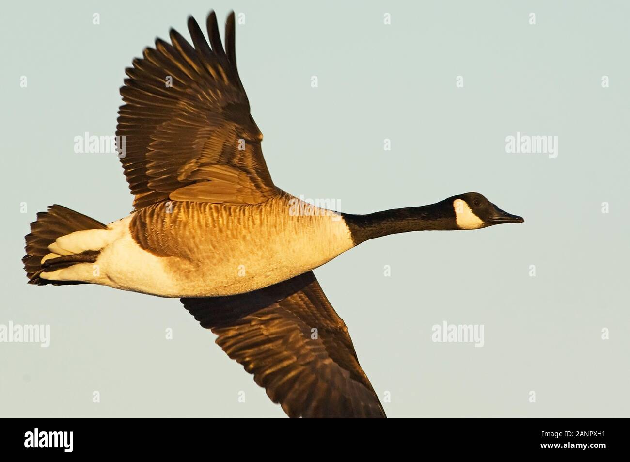Canada goose flight up close Stock Photo - Alamy