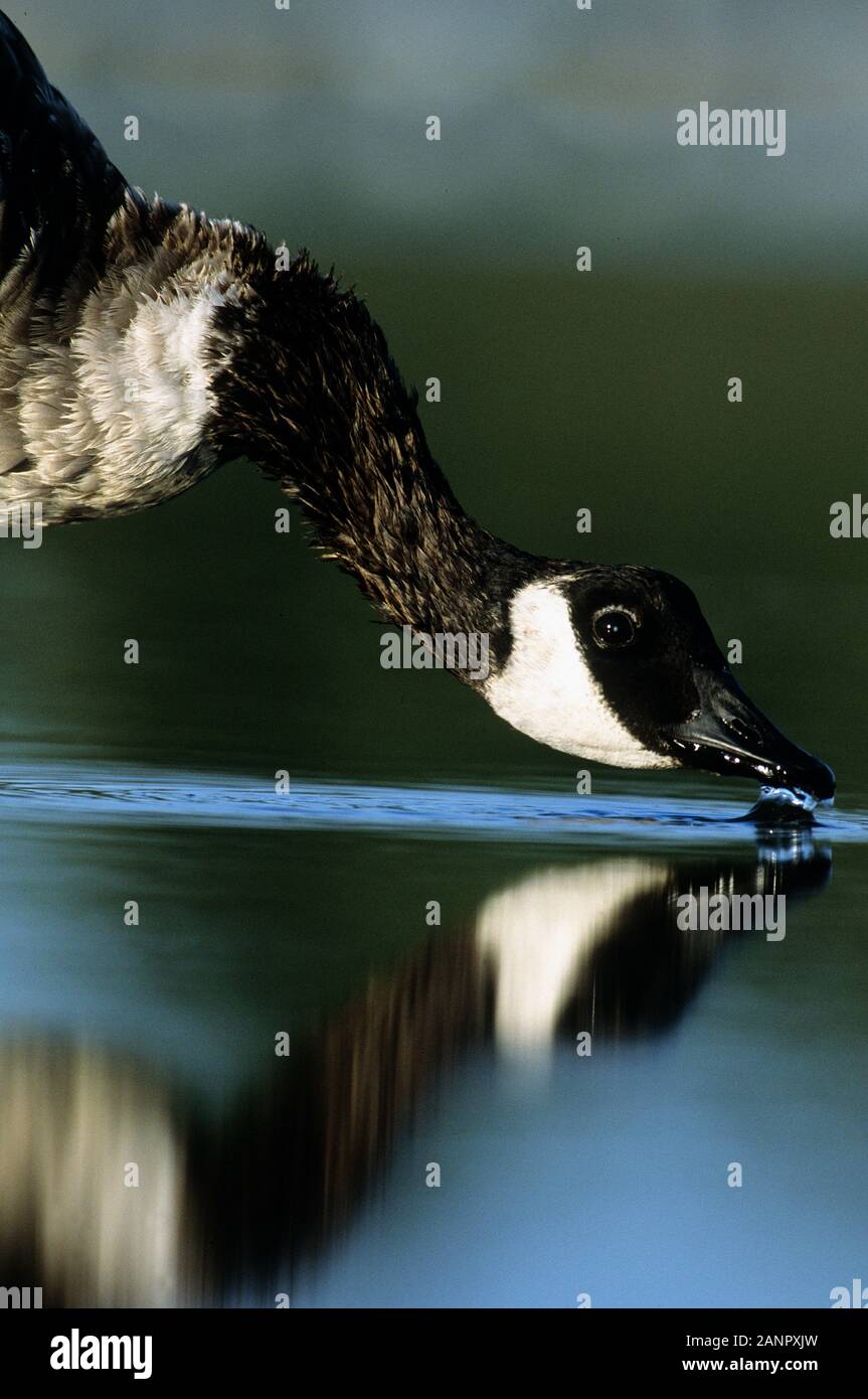 Drinking geese hi-res stock photography and images - Alamy
