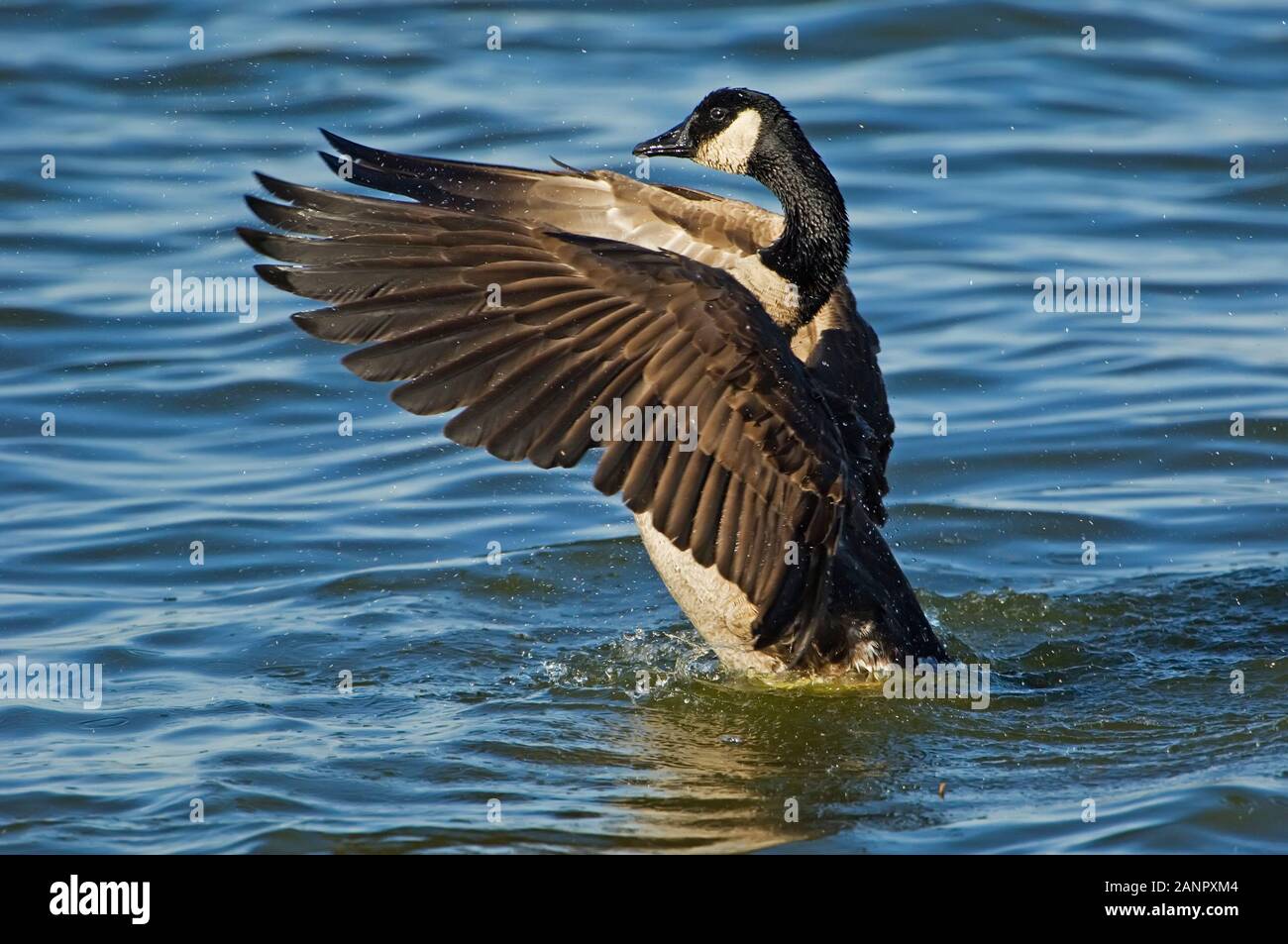 Canada goose bathing and flapping wings up close Stock Photo - Alamy