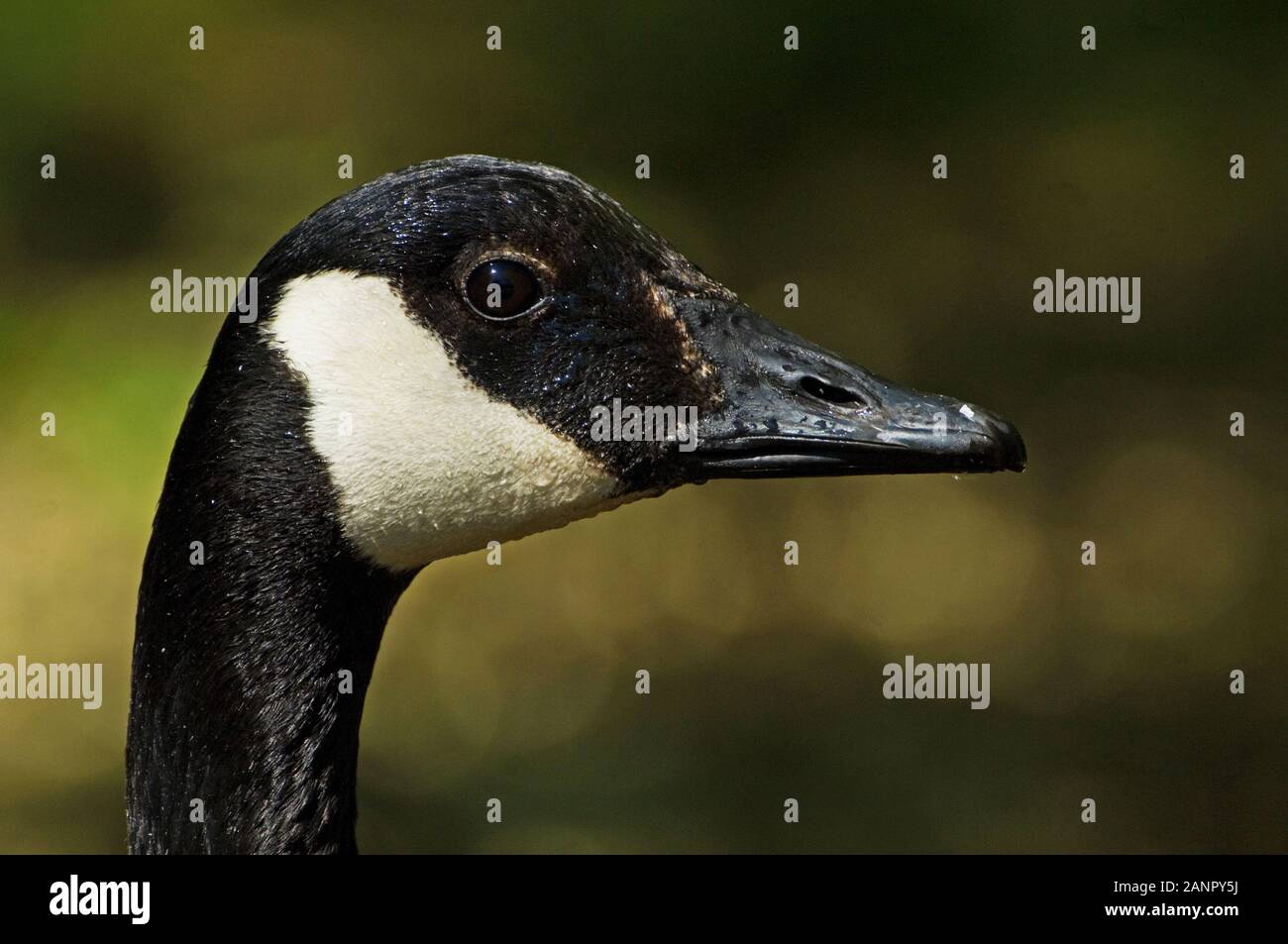 Canada goose beak hi-res stock photography and images - Alamy