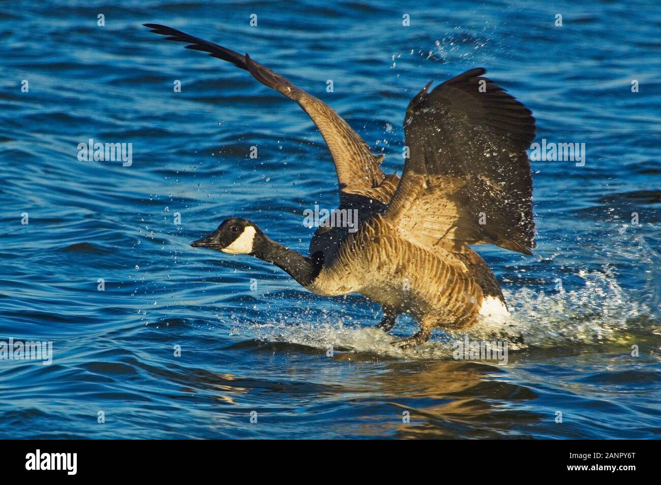 Canada goose aggressive behavior Stock Photo - Alamy